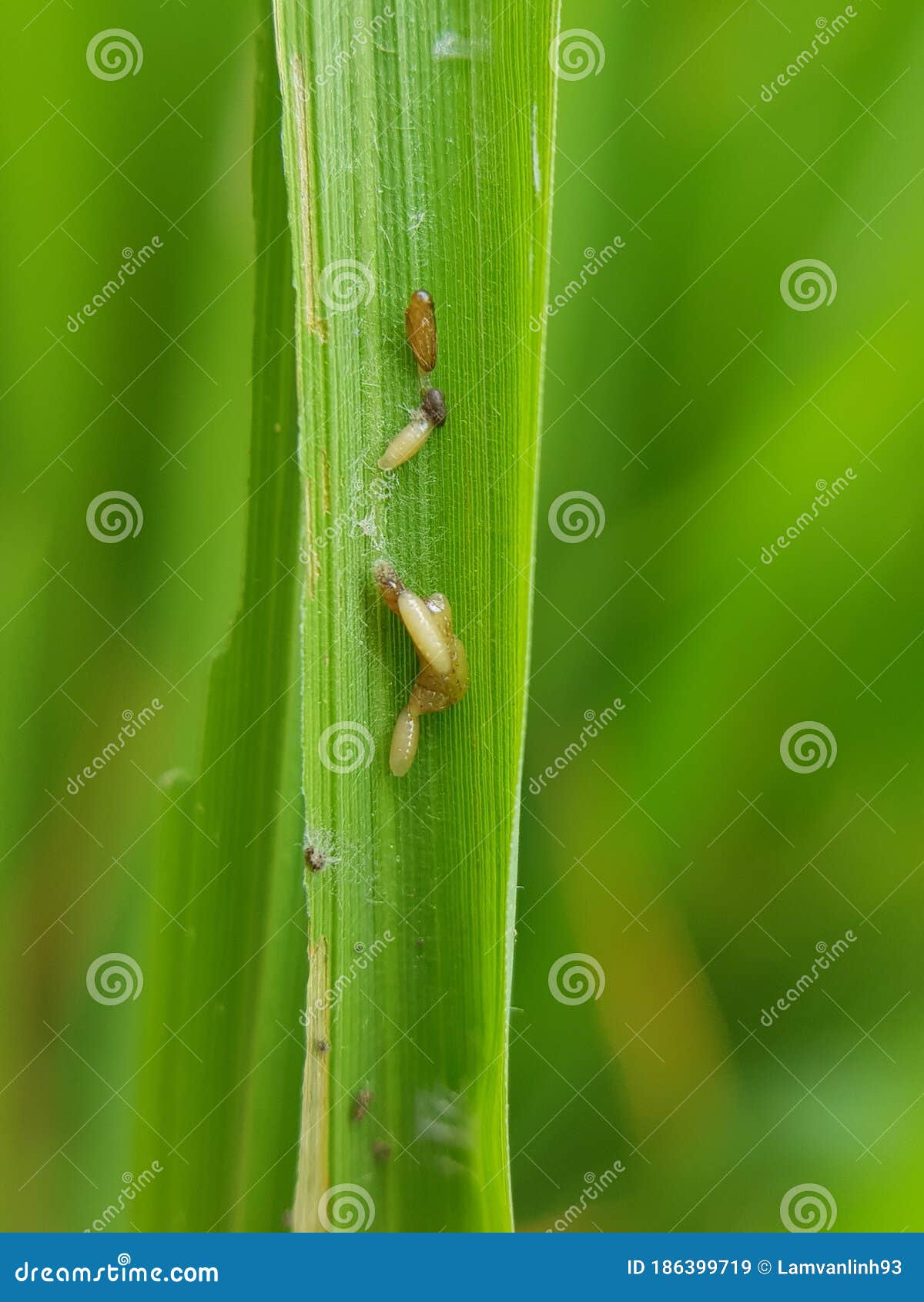 Larvae and Case Pupa of Wasp Parasite Stock Image - Image of larvae ...