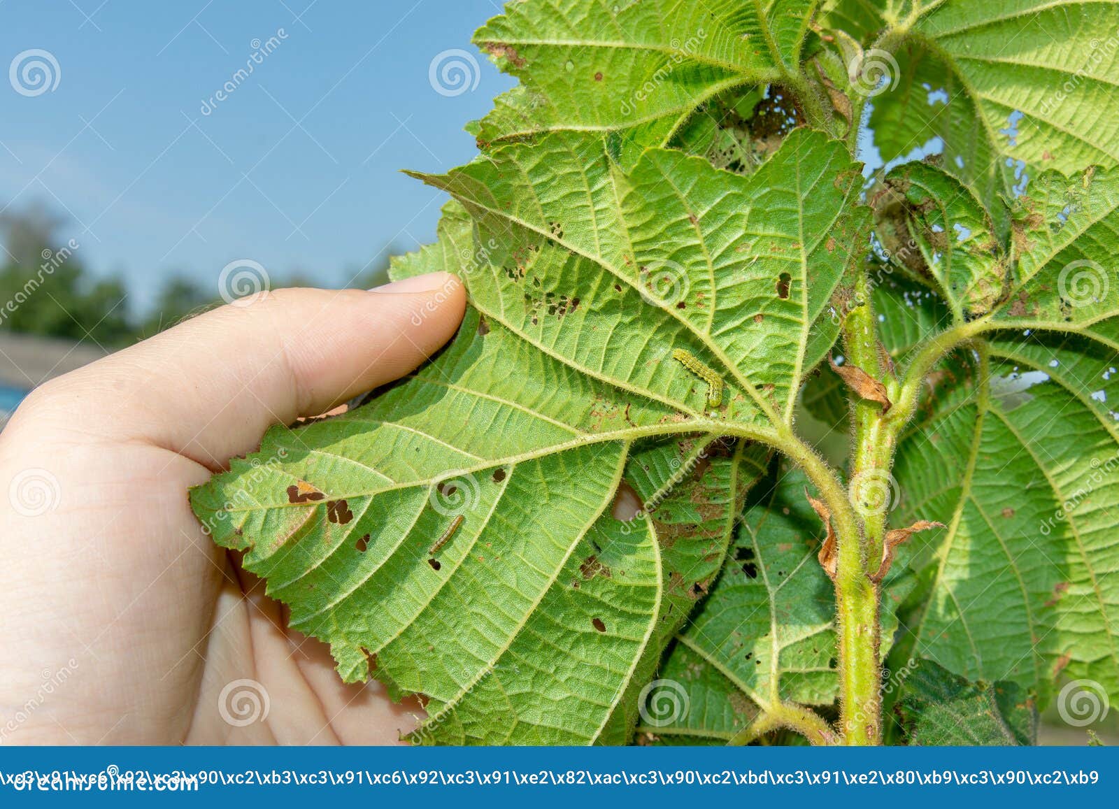Larvae Caterpillar Eats Hazelnut Nut Leaves Close-up Macro. Walnut ...