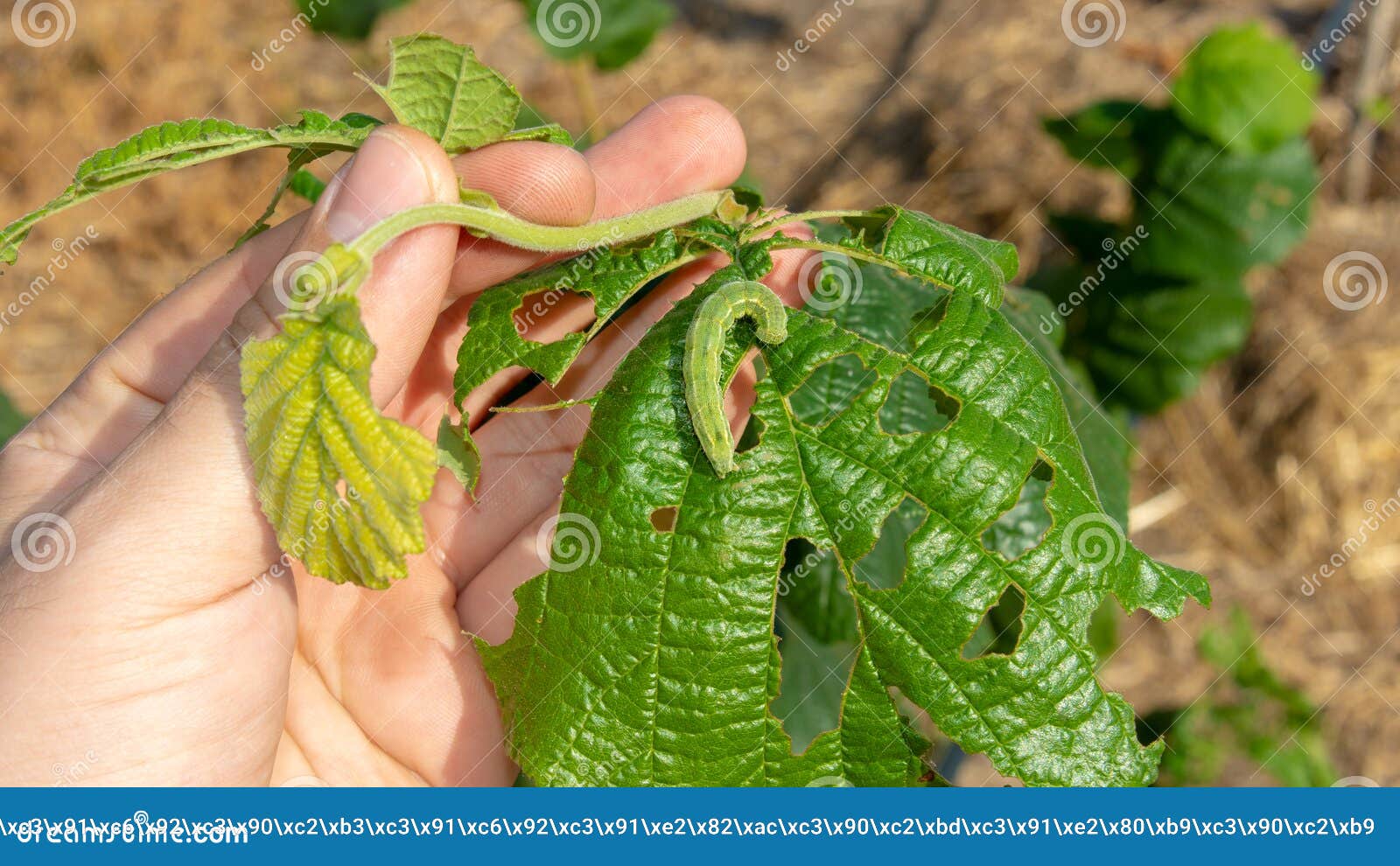 Larvae Caterpillar Eats Hazelnut Nut Leaves Close-up Macro. Walnut ...