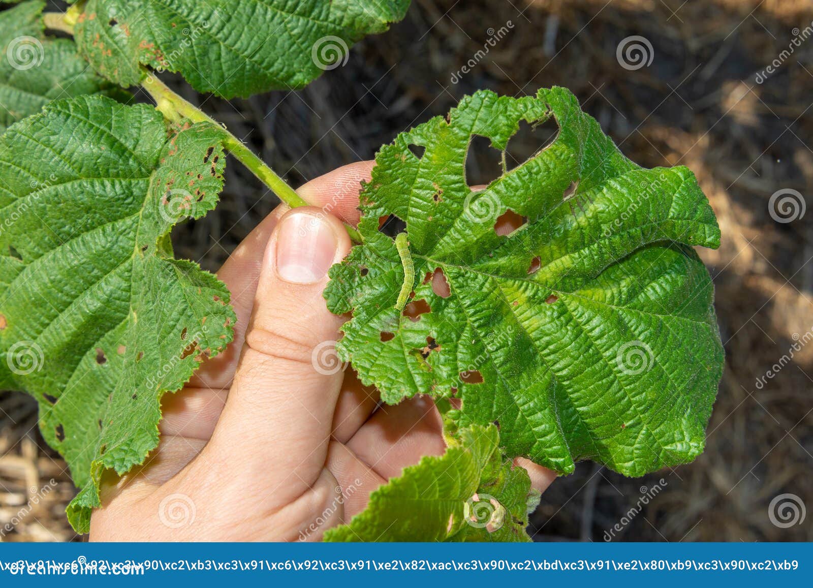 Larvae Caterpillar Eats Hazelnut Nut Leaves Close-up Macro. Walnut ...