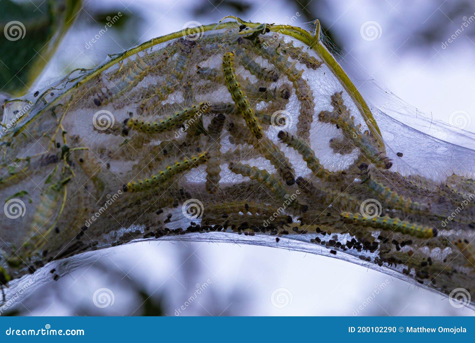 Larvae or Caterpillars in Webbed Silken Nest of the Fall Webworm ...
