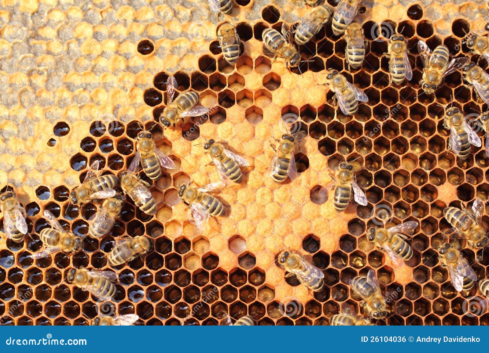 Larvae and cocoons of bees stock photo. Image of breeding - 26104036