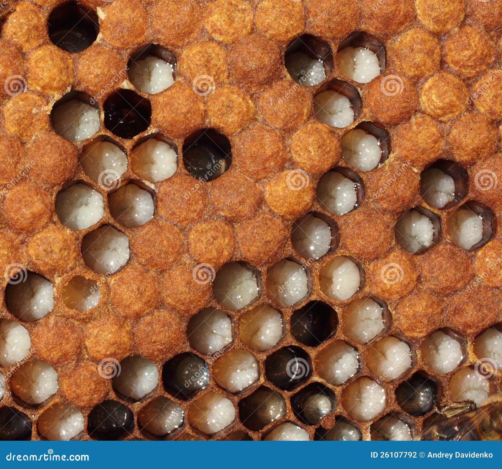 Larvae and cocoons of bees stock photo. Image of insects - 26107792