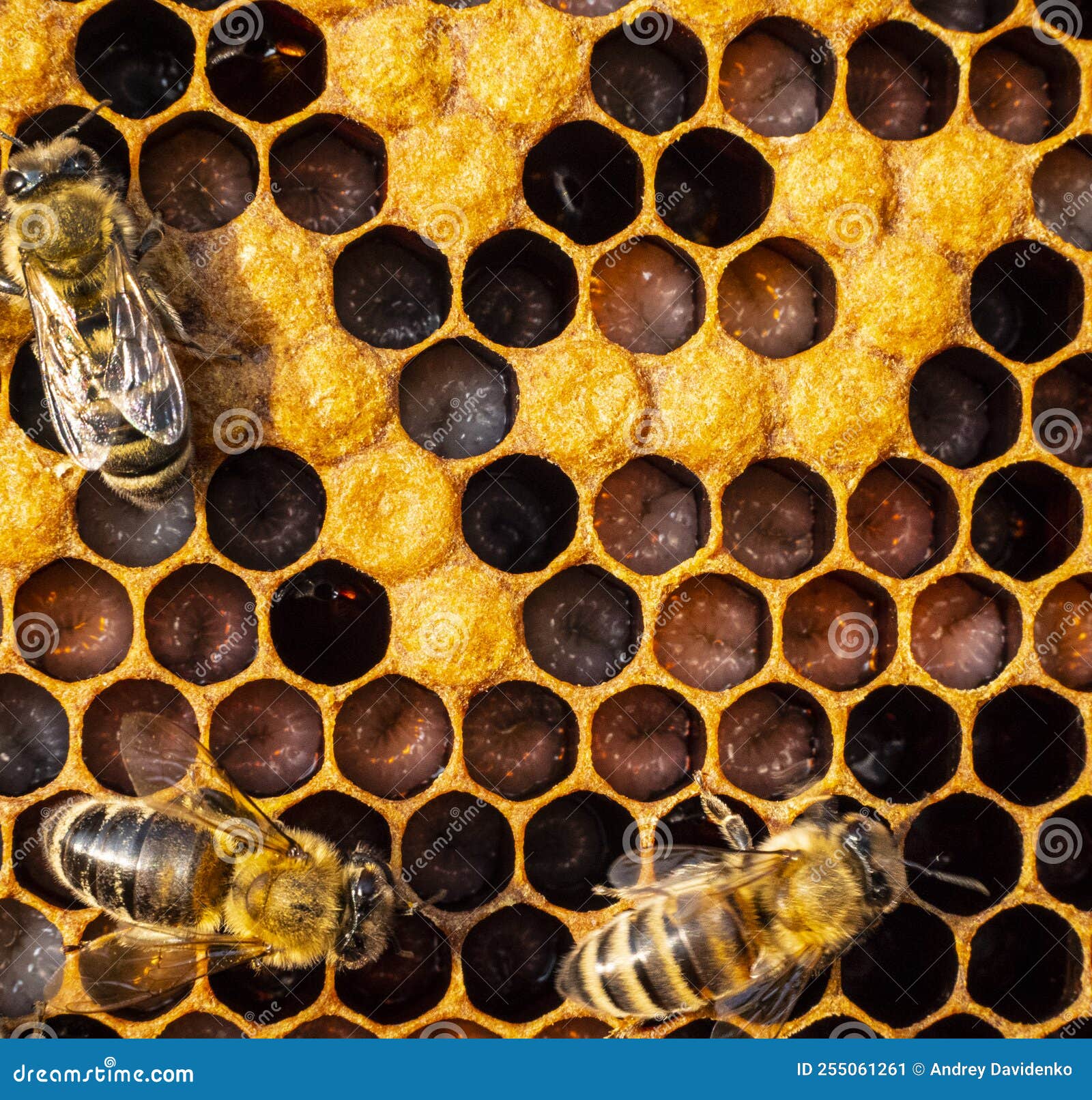 Larvae and cocoons of bees stock image. Image of feeding - 255061261