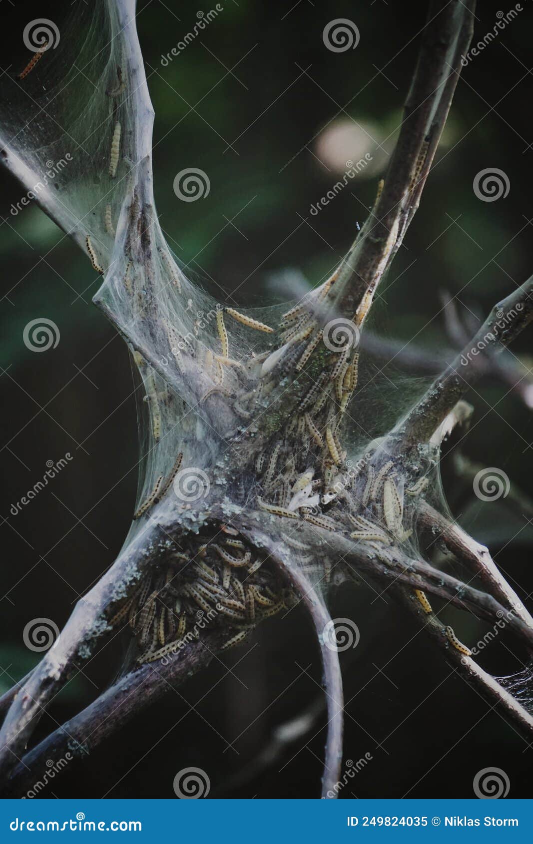 Larvae Crawl on the Web in Trees Stock Image - Image of plant, wildlife ...