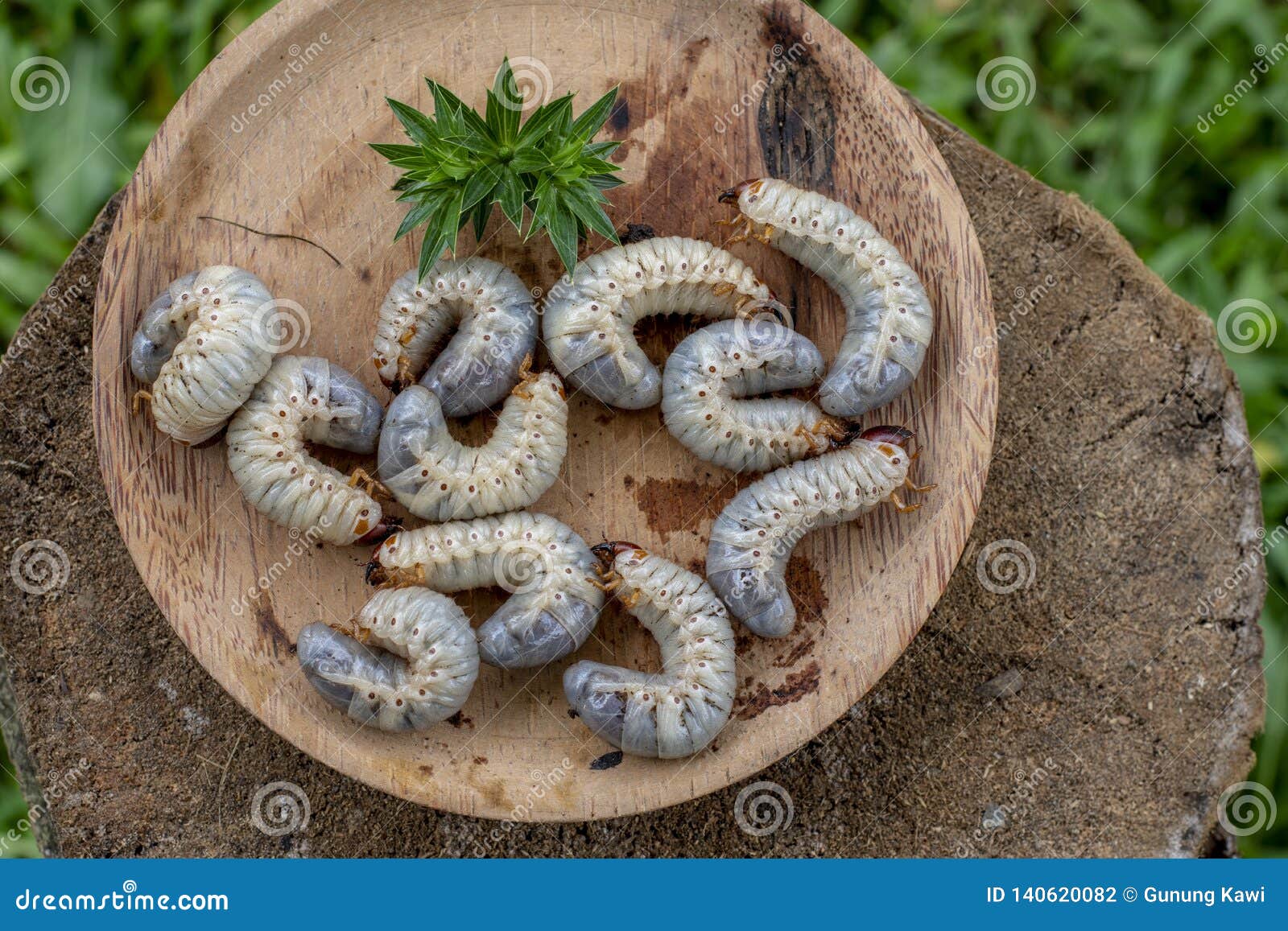 Sago Grubs Street Food In Myanmar Stock Photo | CartoonDealer.com ...