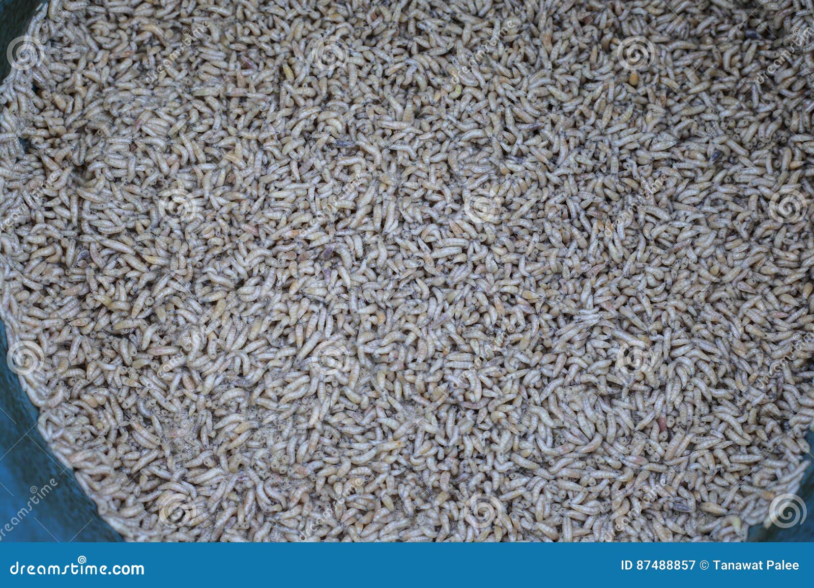 Larvae stock image. Image of horror, body, disgusting - 87488857