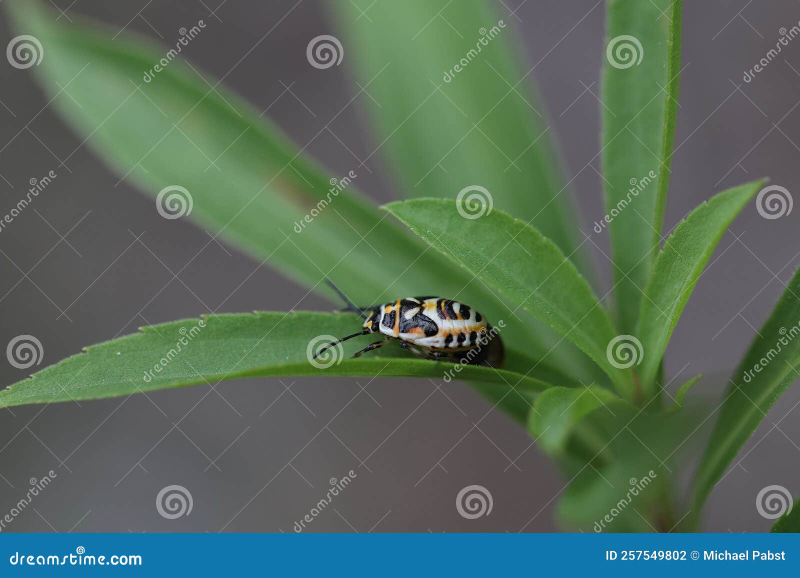 Larvae of a Eurydema Ornata Shield Bug Stock Photo - Image of beautiful ...