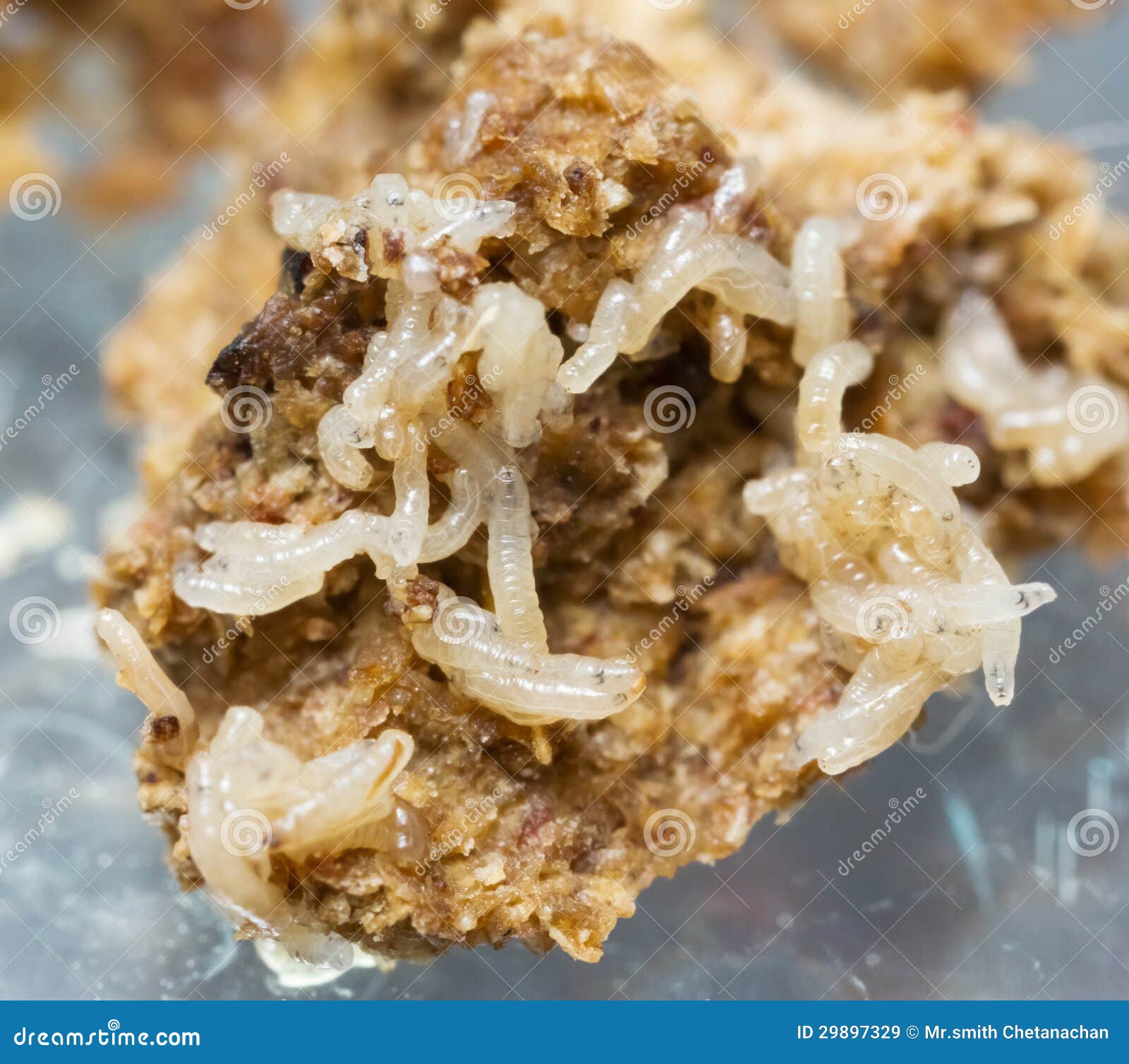 Larvae Of Flies Royalty Free Stock Images - Image: 29897329