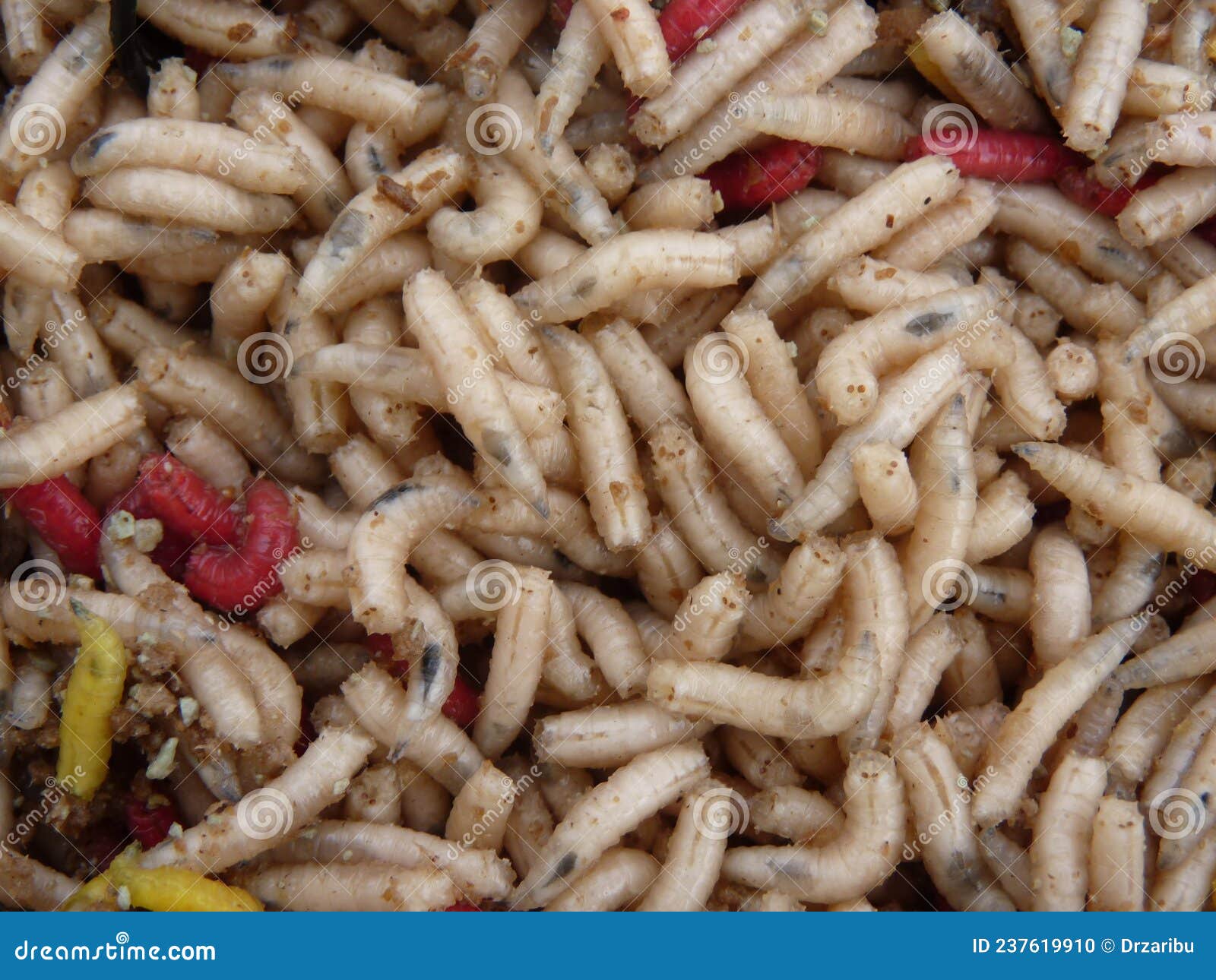 Larvae of Fly Worms in a Large Group Stock Photo - Image of large ...