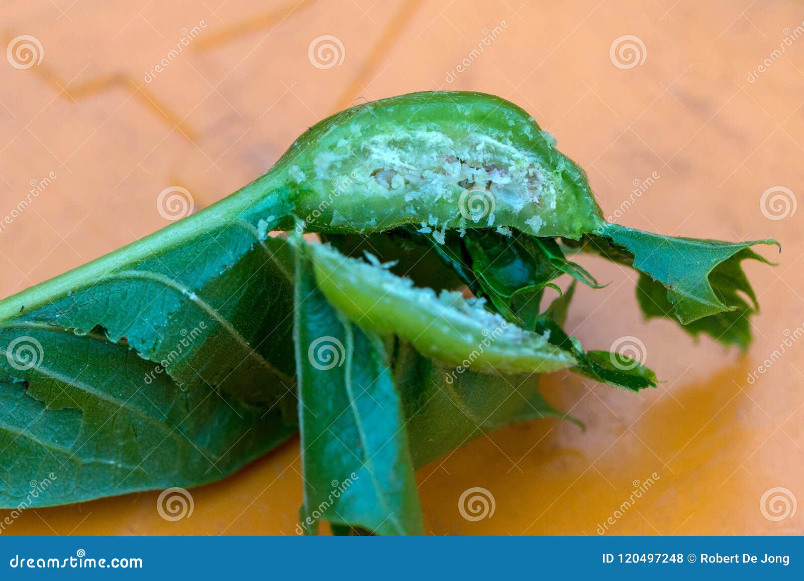 Larvae in the Gall of a Sweet Chestnut Stock Photo - Image of husk ...