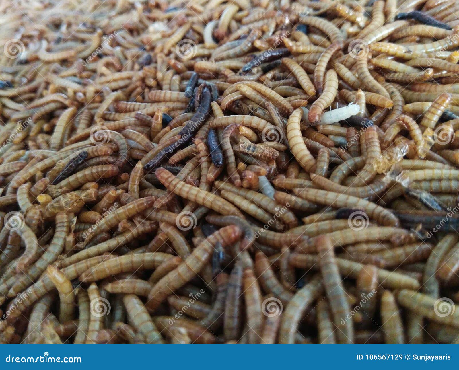 Larvae of insect stock image. Image of nature, closeup - 106567129