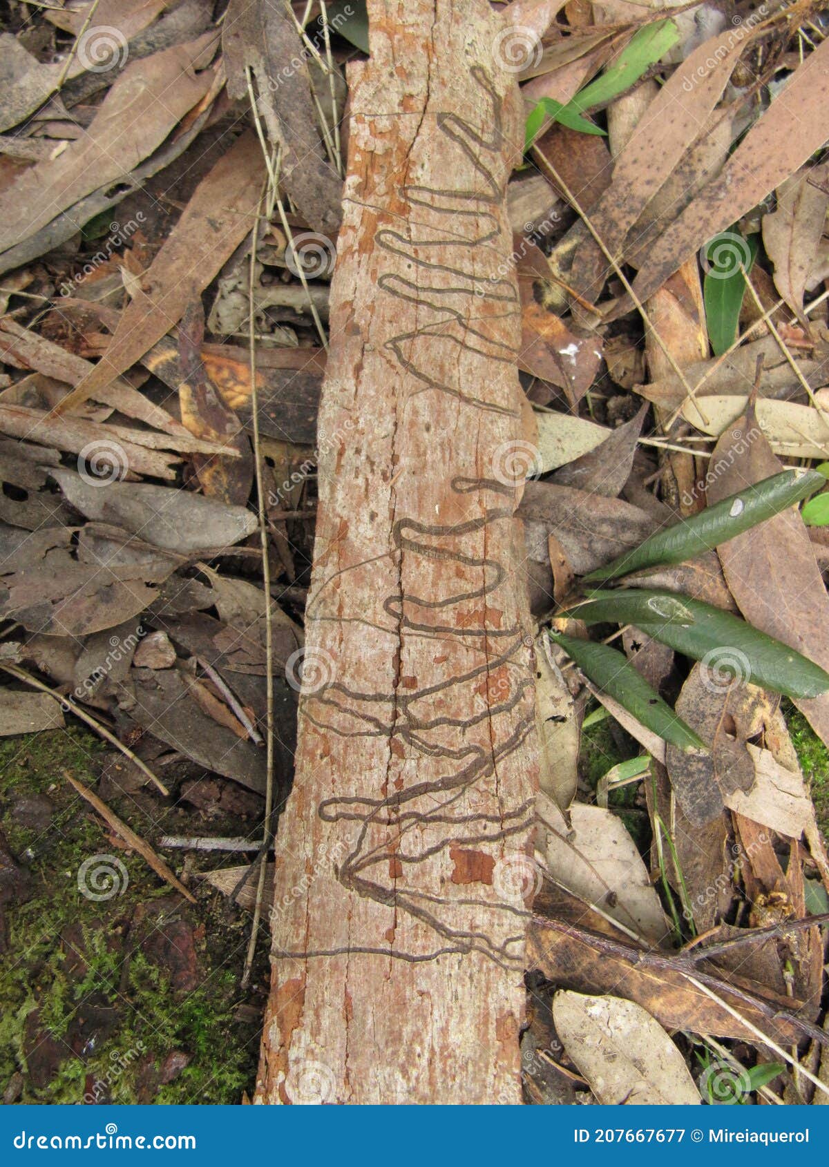 Larvae Insect Scribbles Scribbly Gum Moth in the Bark of a Tree Stock ...
