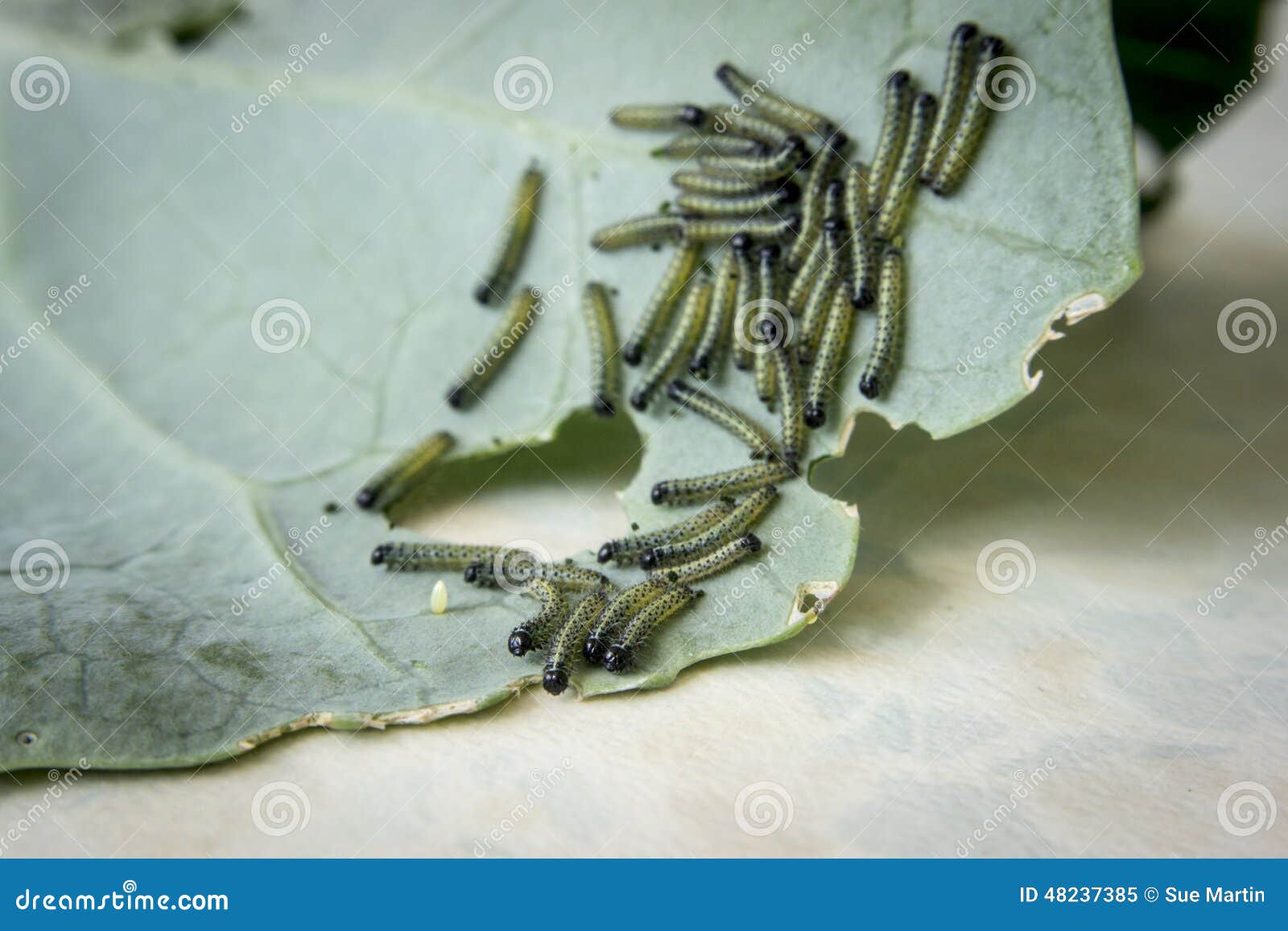 Larvae of the Large, Cabbage White Butterfly, Stock Image - Image of ...