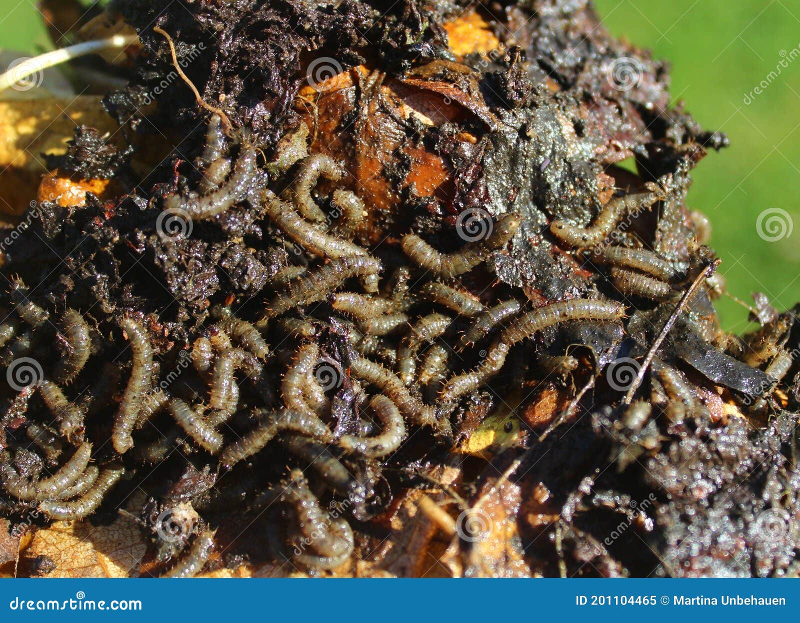 Larvae of the March Crane Fly Stock Image - Image of wildlife, oleracea ...