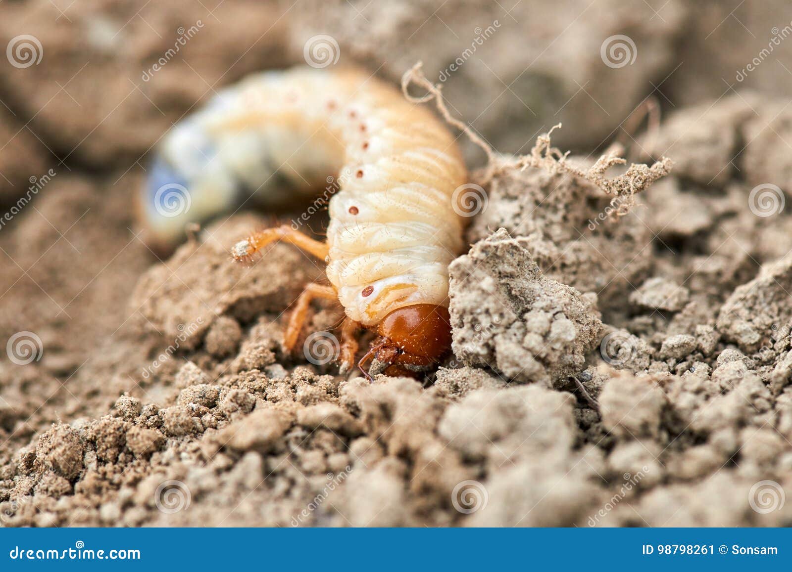 The Larvae of the May Beetle Stock Image - Image of nature, grub: 98798261