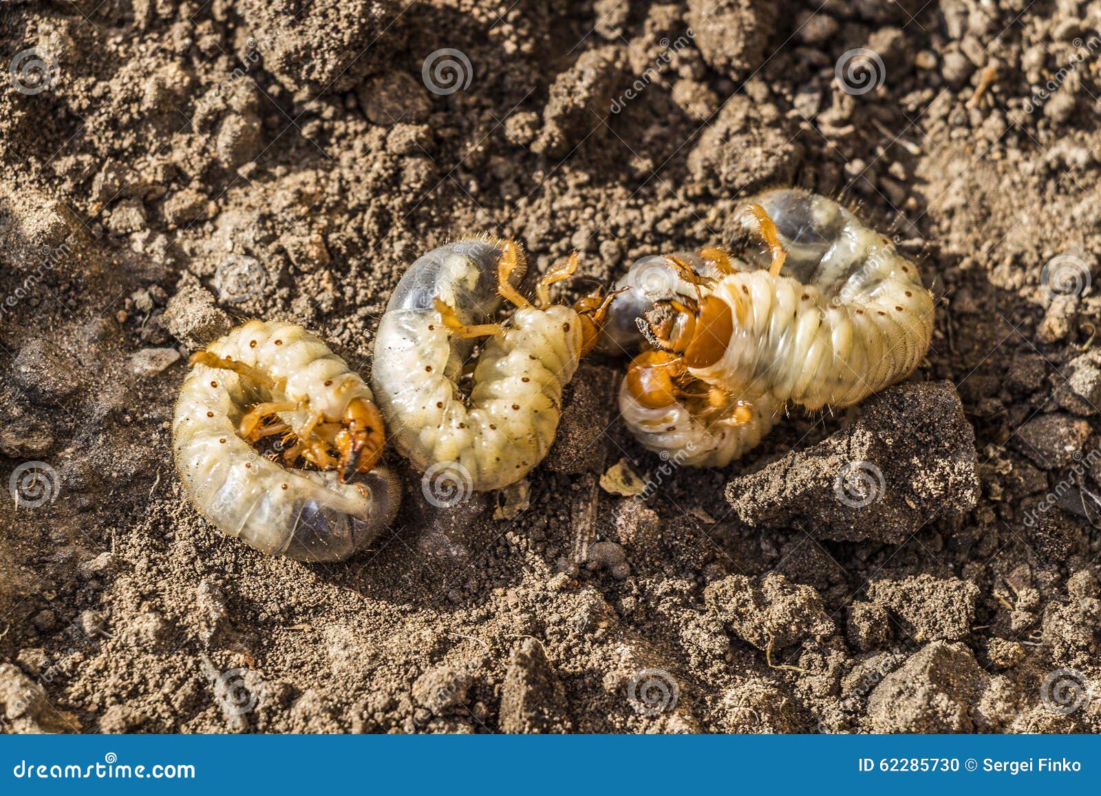 The Larvae of the May Beetle Stock Photo - Image of food, chafer: 62285730