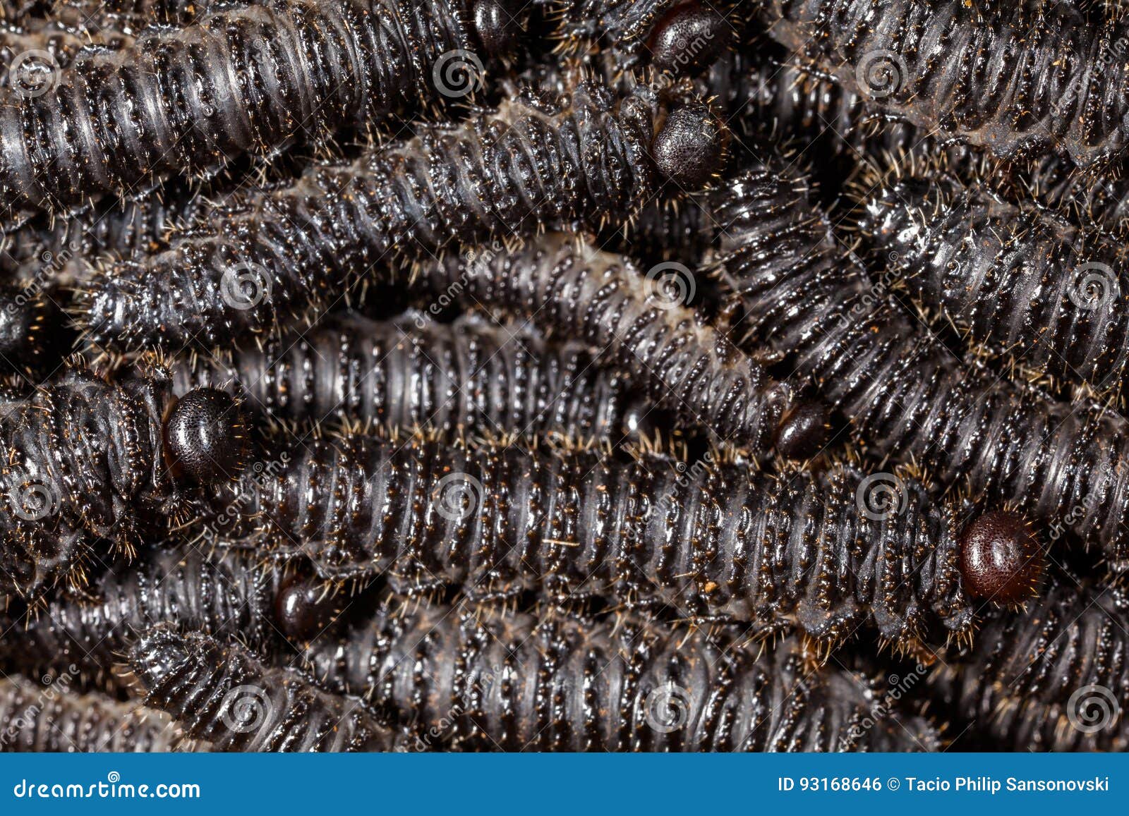 Larvae Of Pergid Sawflies - Perreyia Lepida - Black Texture Royalty ...