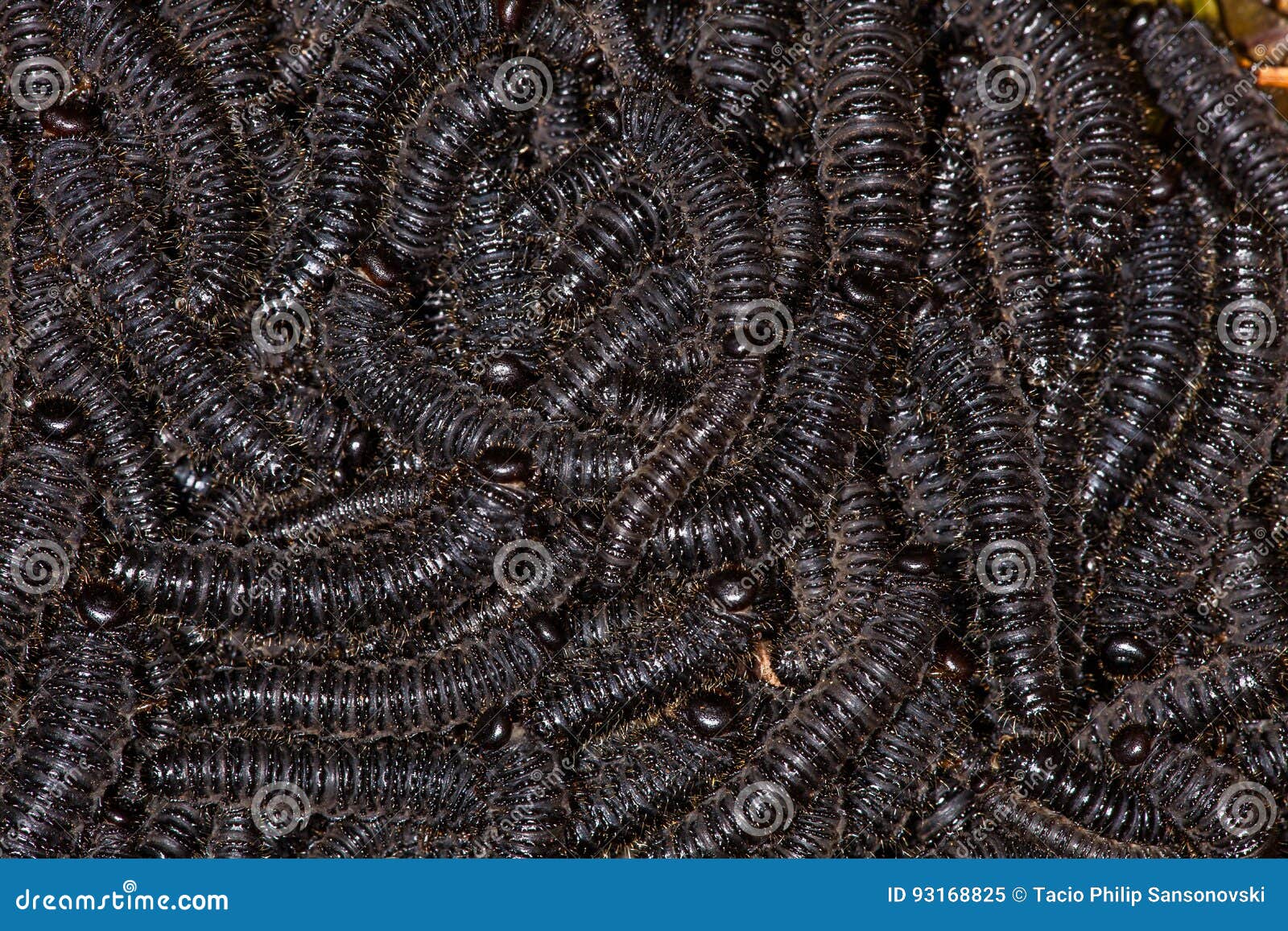 Larvae of Pergid Sawflies - Perreyia Lepida - Black Texture Stock Image ...