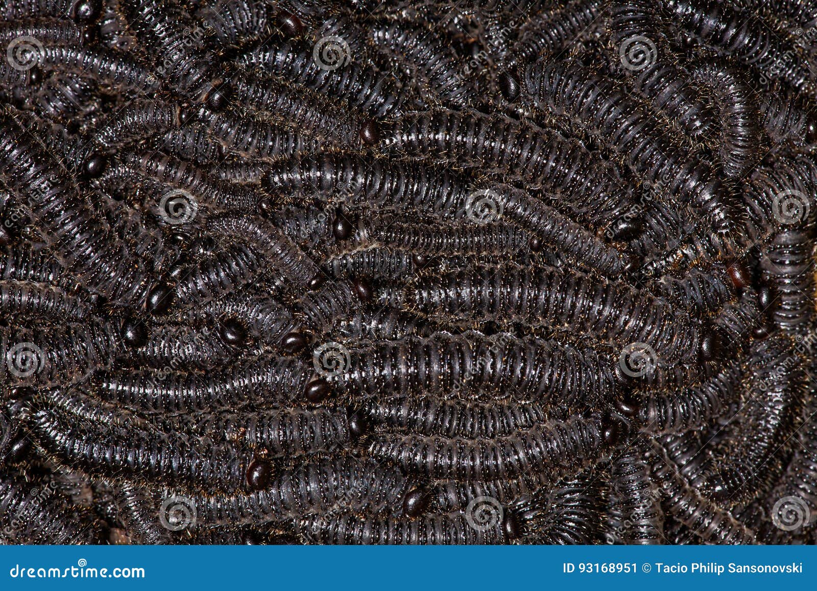 Larvae Of Pergid Sawflies - Perreyia Lepida - Black Texture Royalty ...