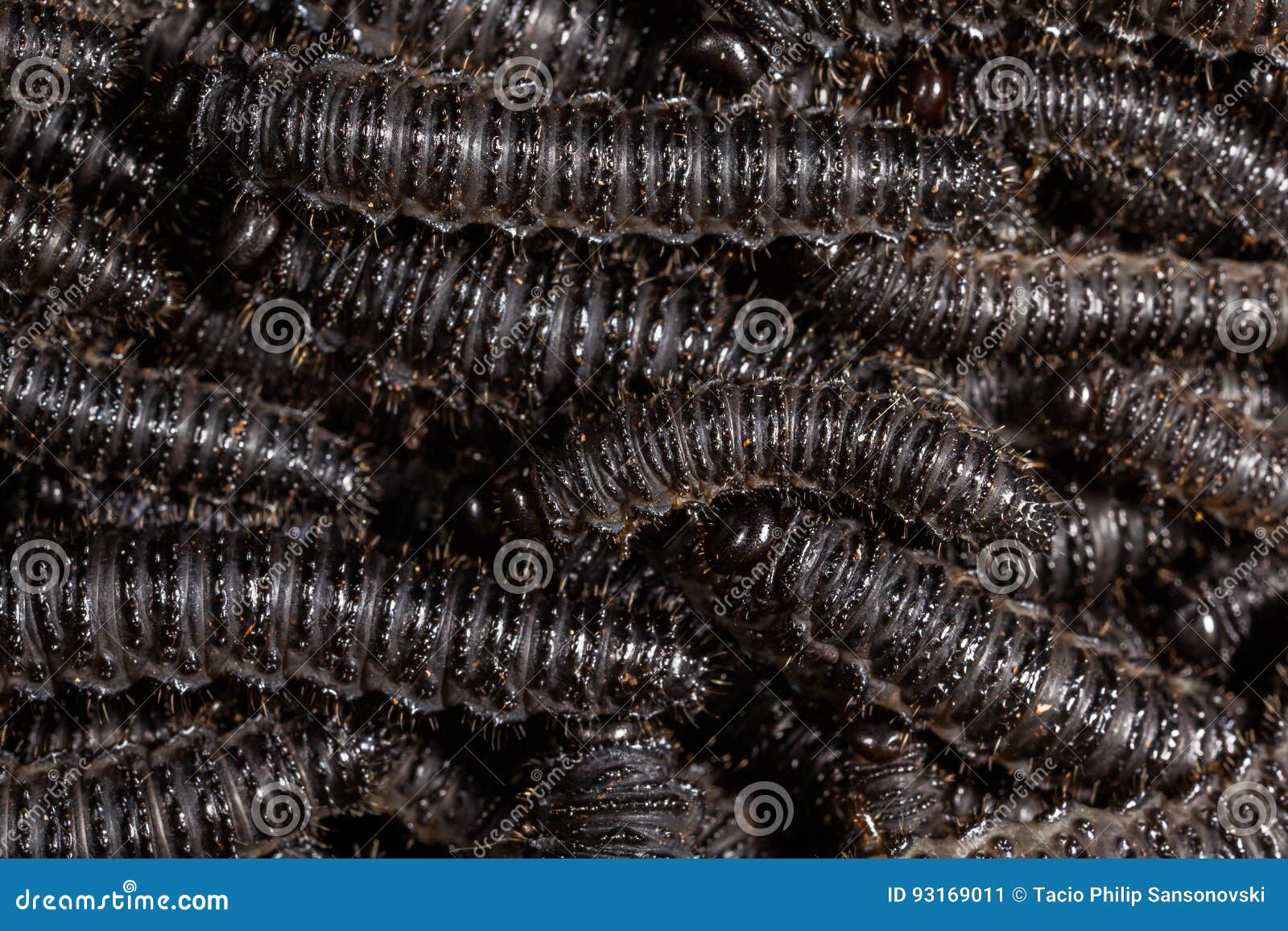 Larvae Of Pergid Sawflies - Perreyia Lepida - Black Texture Royalty ...