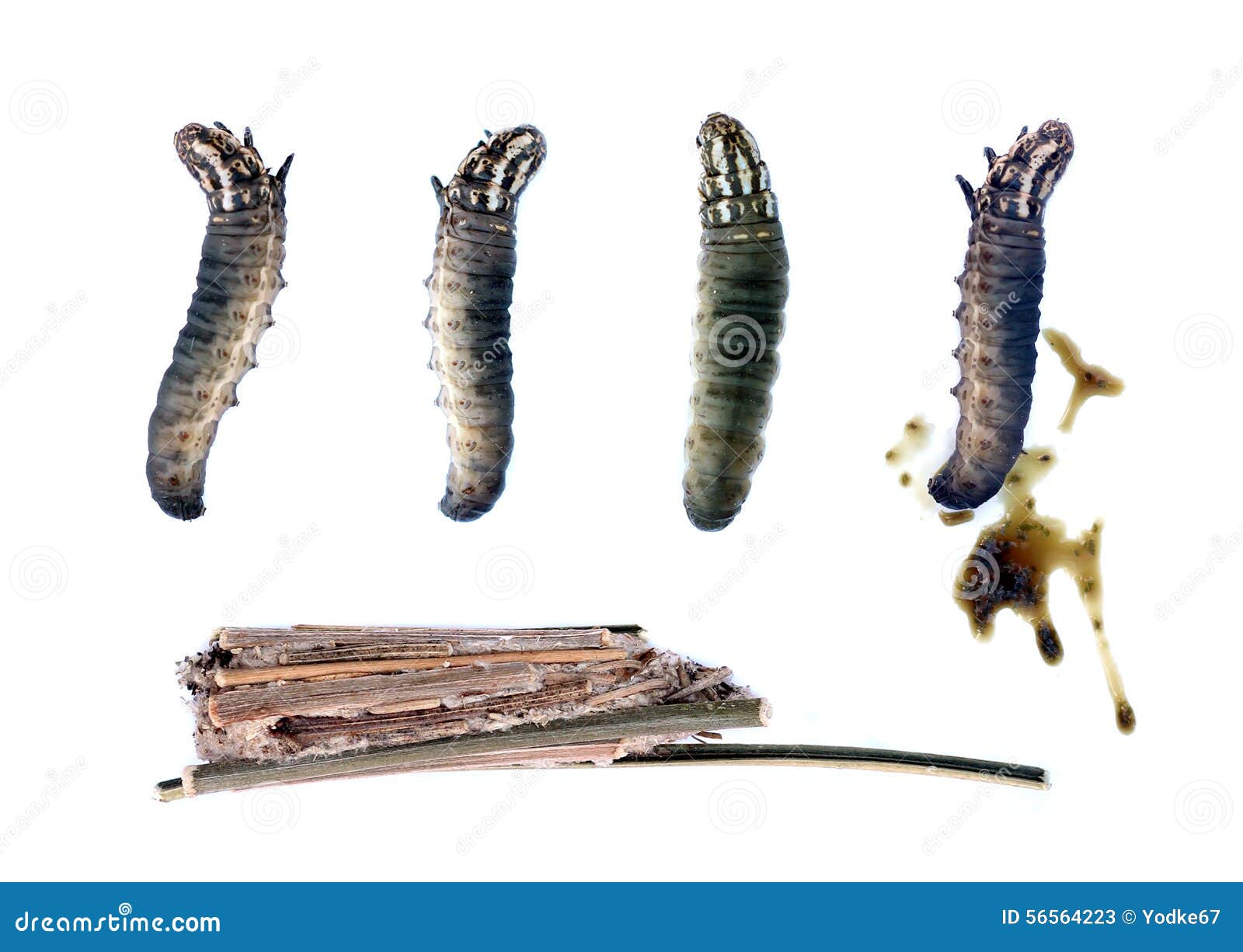 Pupate Royalty-Free Stock Photography | CartoonDealer.com #78938981