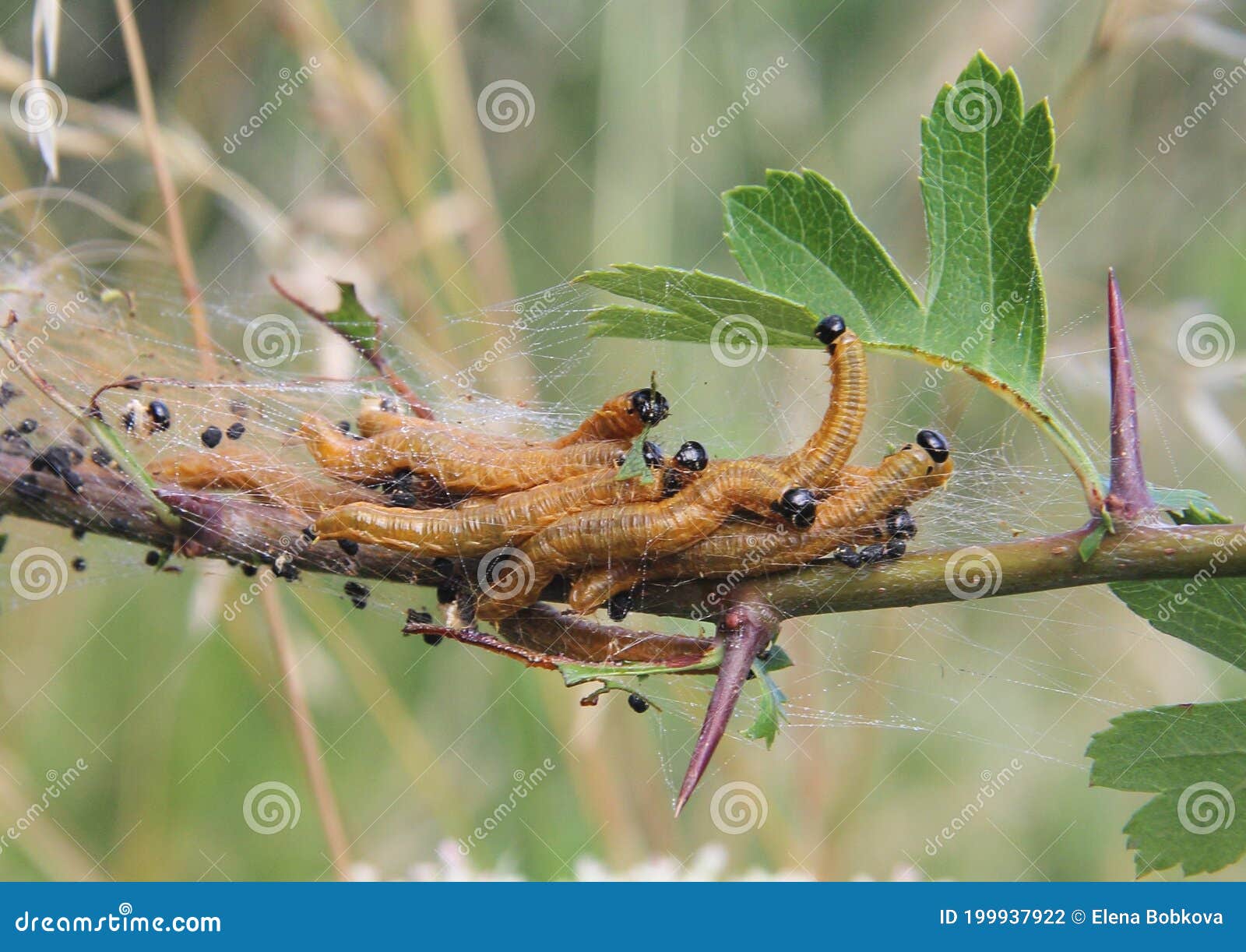 The Larvae of Red Worms Insects on a Young Twig of Hawthorn Stock Photo ...