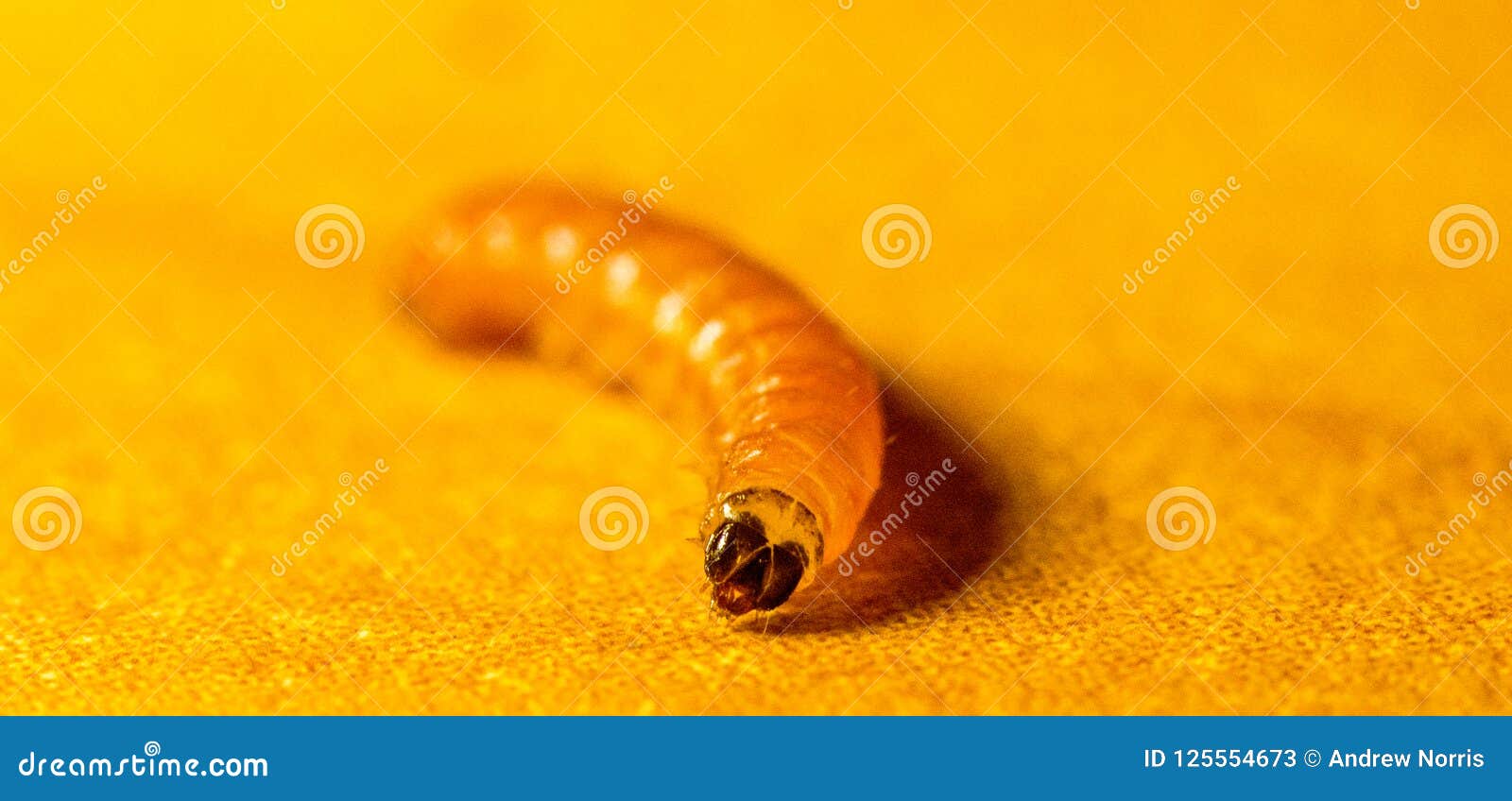 Larvae stock image. Image of disgusting, houseflies - 125554673