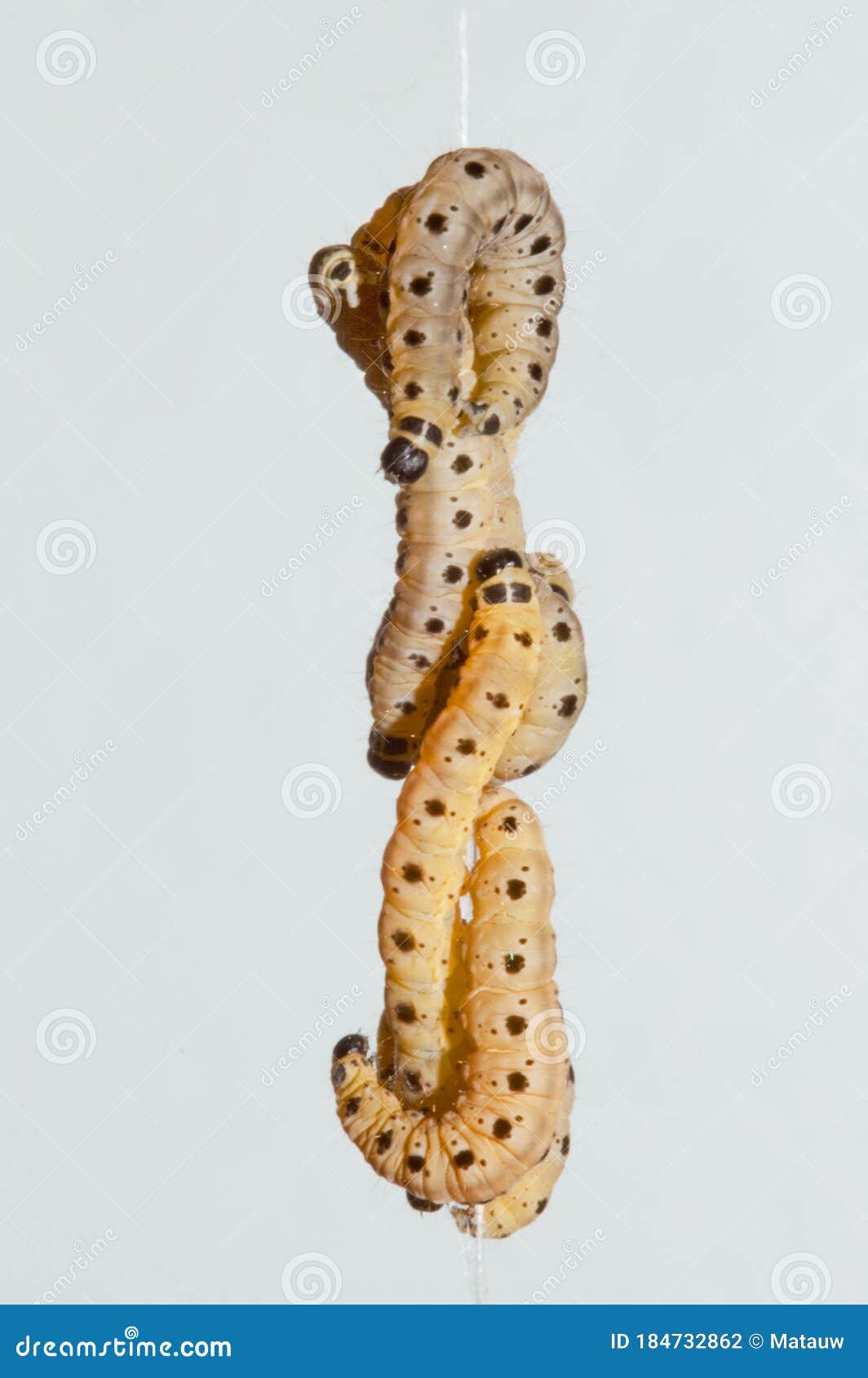 Larvae of Spindle Ermine Hanging on Silk Thread Stock Photo - Image of ...