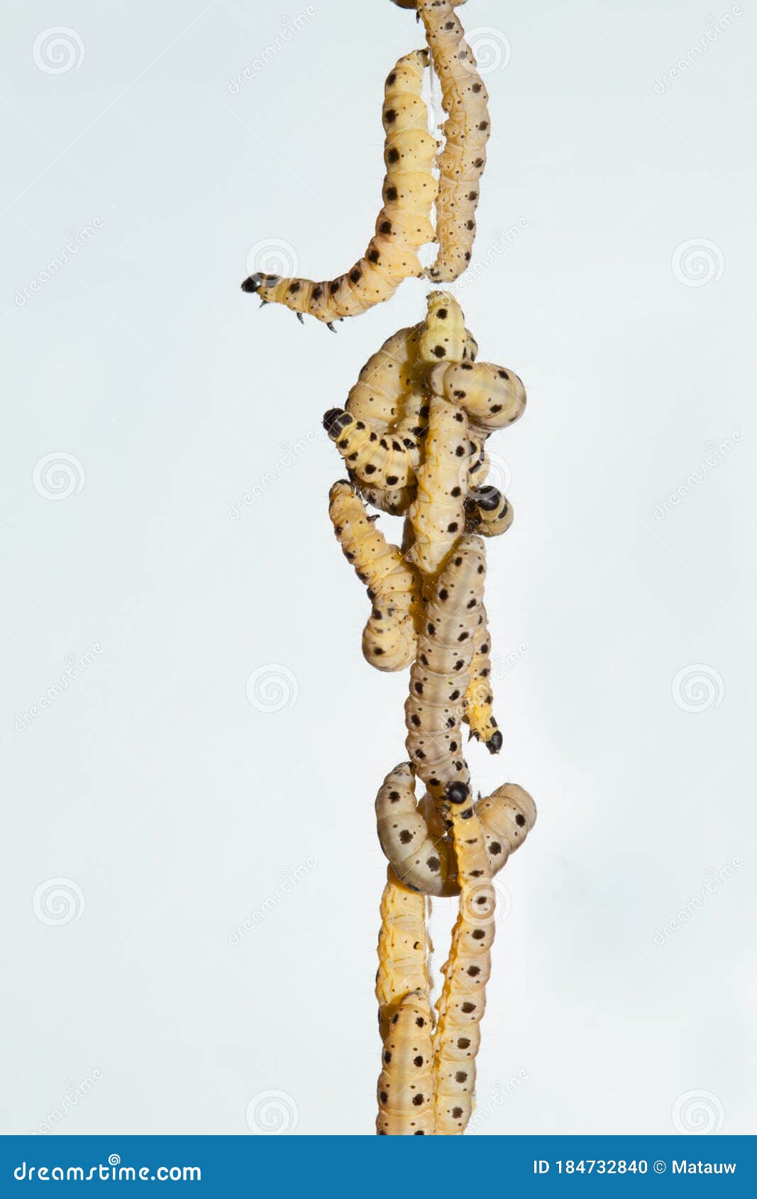 Larvae of Spindle Ermine Hanging on Silk Thread Stock Photo - Image of ...