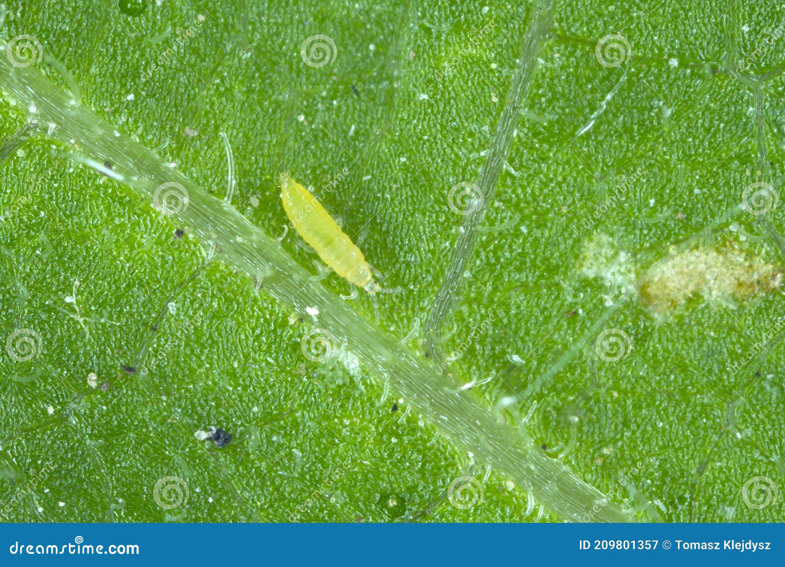 Thrips Stock Photography | CartoonDealer.com #190034594