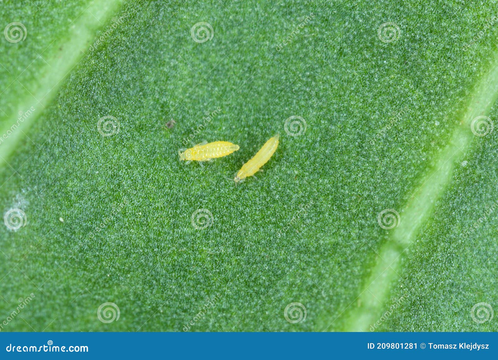 Thrips Stock Photography | CartoonDealer.com #190034594