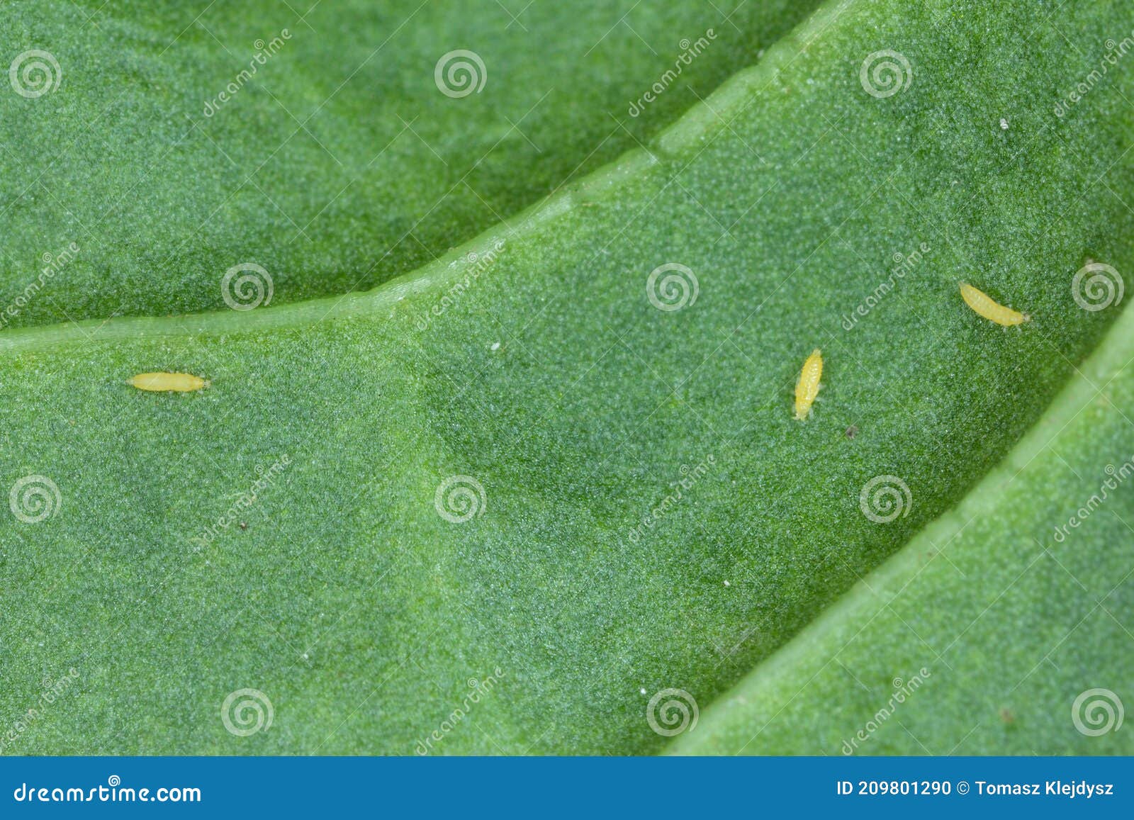 Larvae of Tiny Thrips on the Underside of the Leaves Stock Photo ...