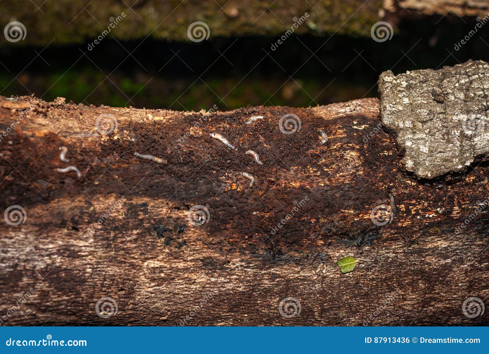 Larvae on tree stock photo. Image of branch, eating, worms - 87913436