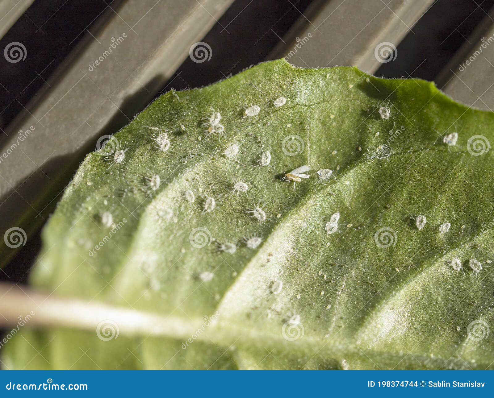 Larvae of the Whitefly on the Leaf of a Rose. Macro Image Stock Photo ...