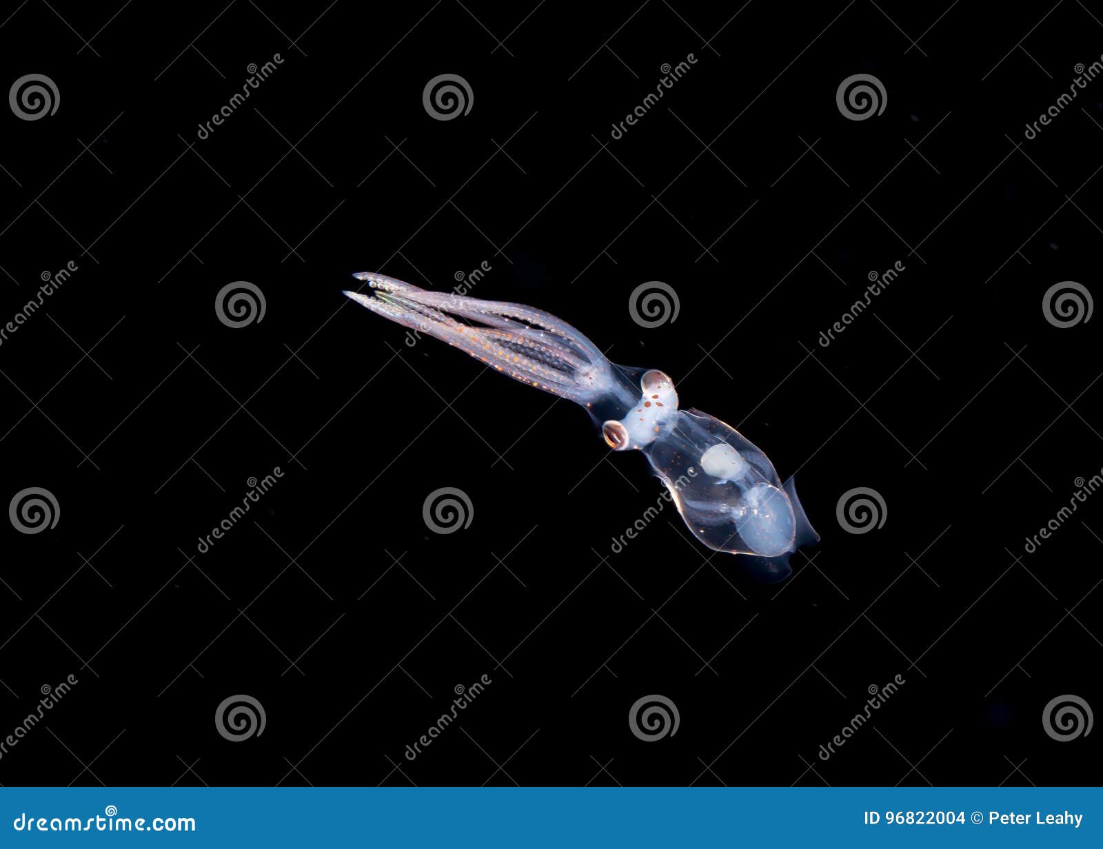 A Larval Squid at Night in the Gulfsteram. Stock Photo - Image of ...