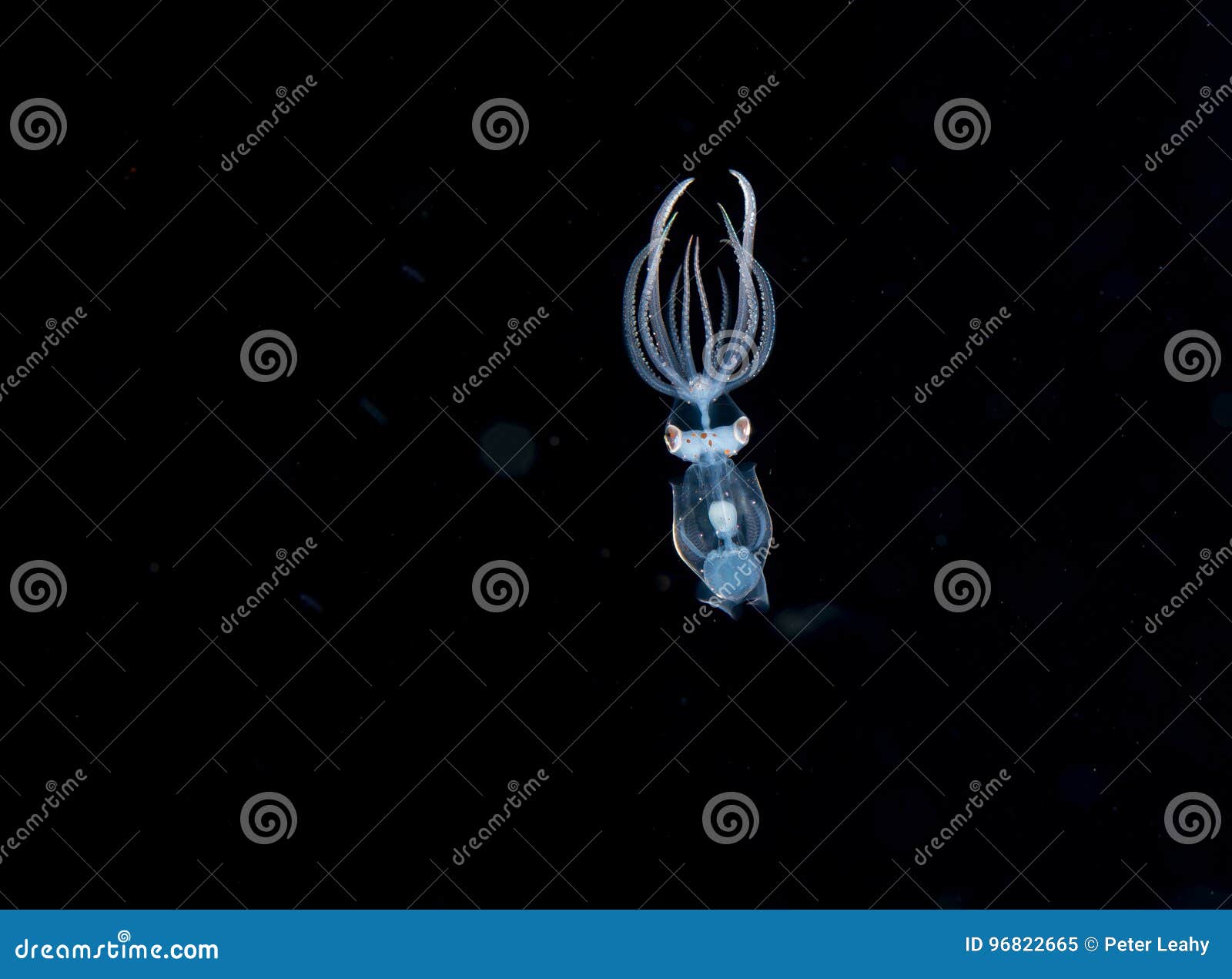 A Larval Squid at Night in the Gulfsteram. Stock Image - Image of ...