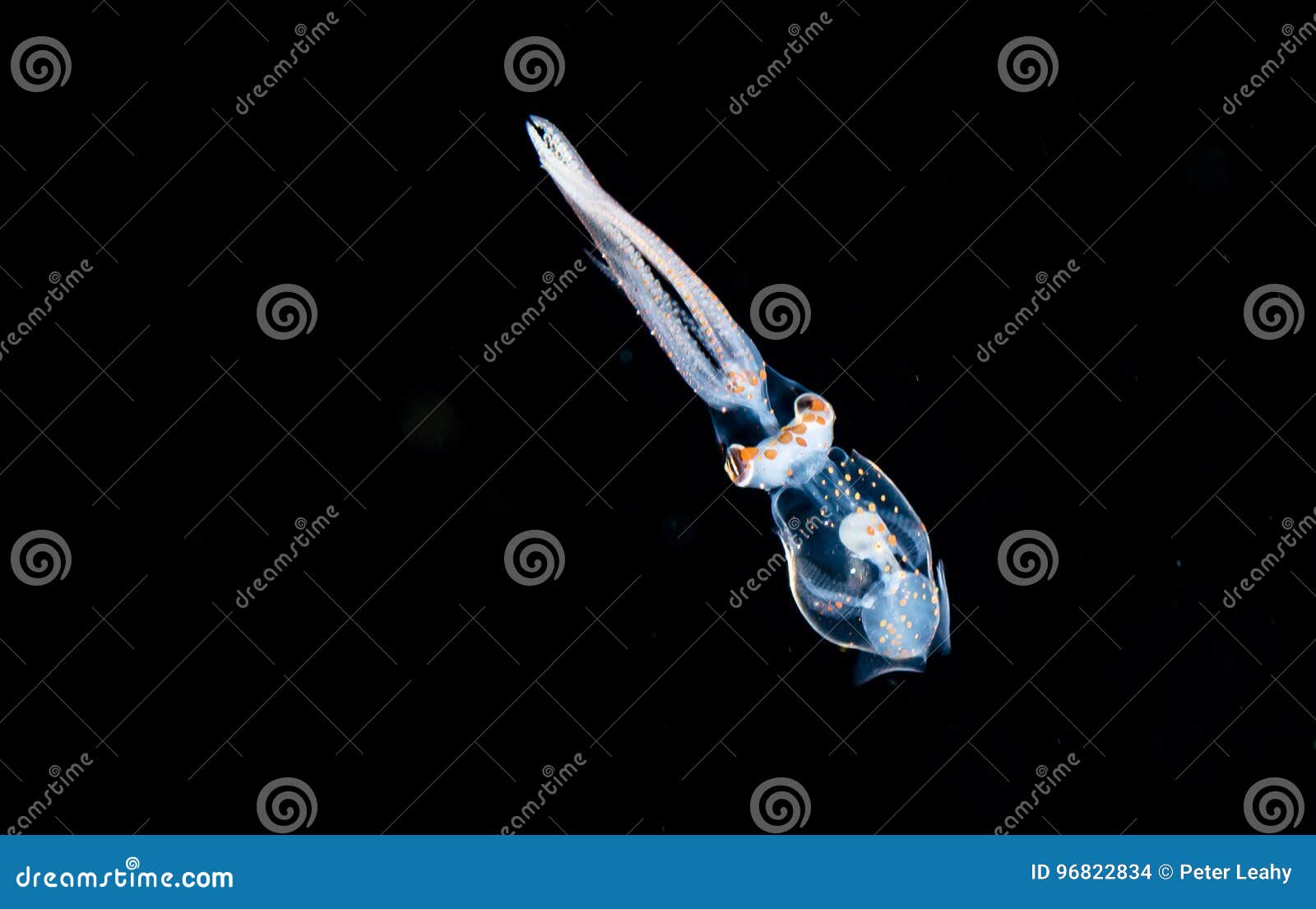 A Larval Squid at Night in the Gulfsteram. Stock Photo - Image of black ...