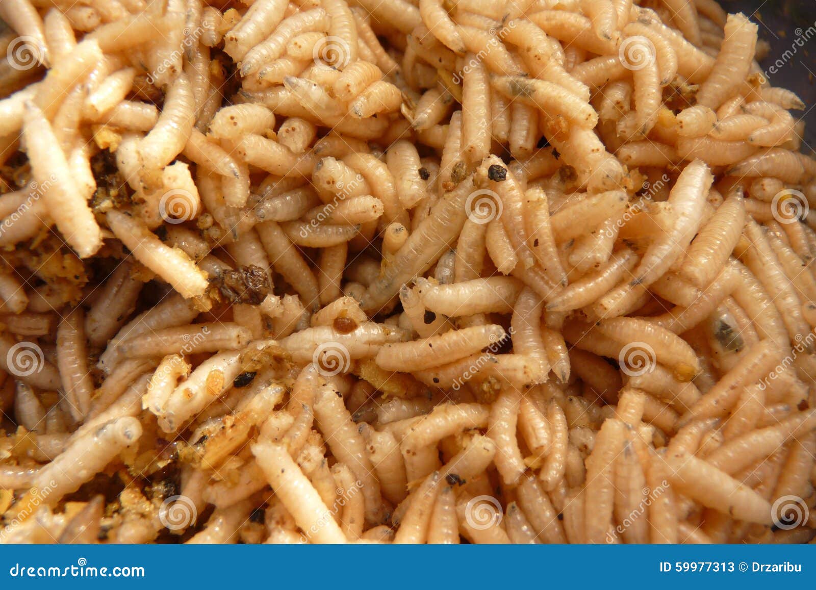 Larvas Fotos De Stock - Baixe 16,835 Fotos Royalty Free