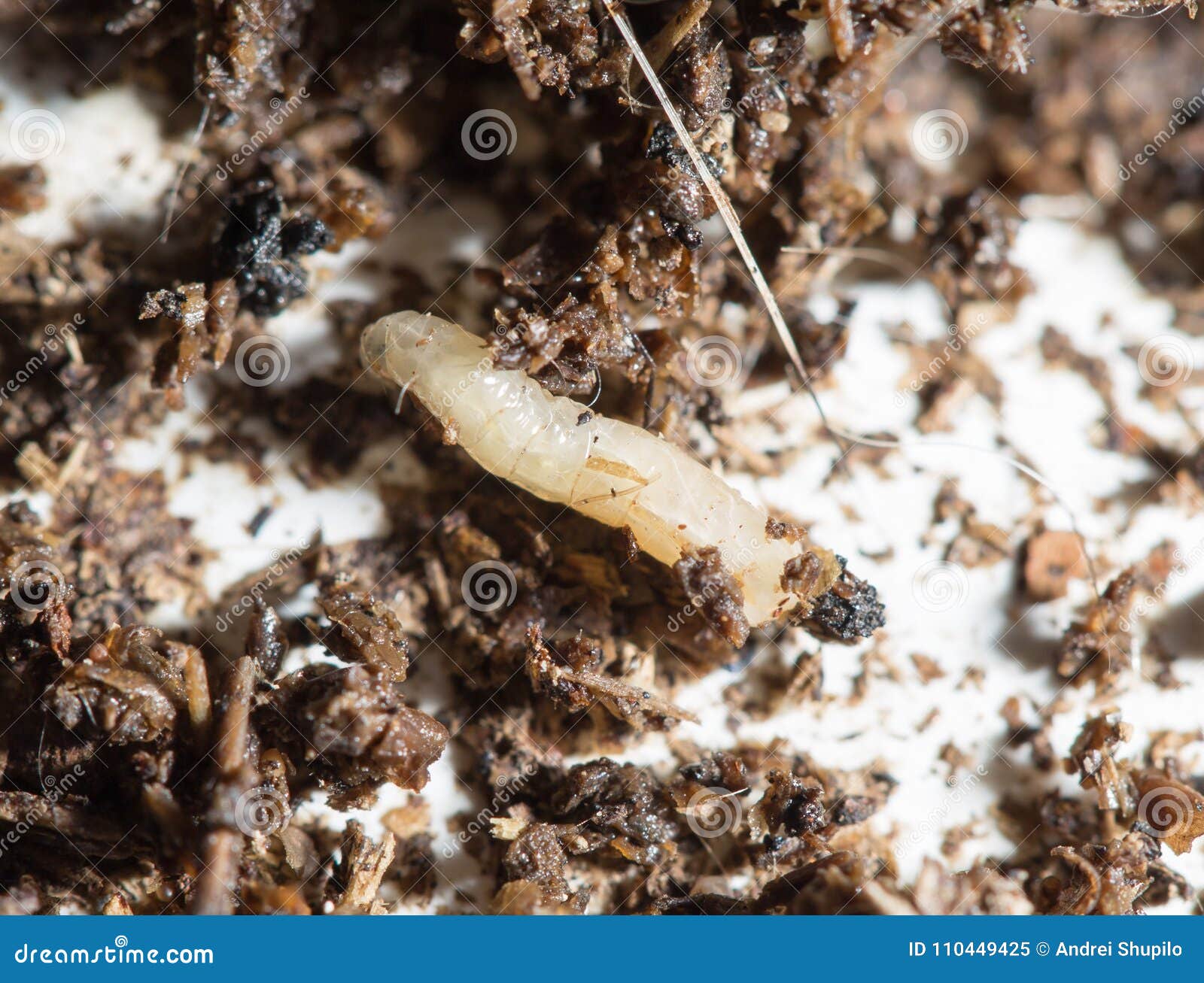 Larvas Blancas De La Mosca En El Suelo Macro Imagen de archivo - Imagen ...