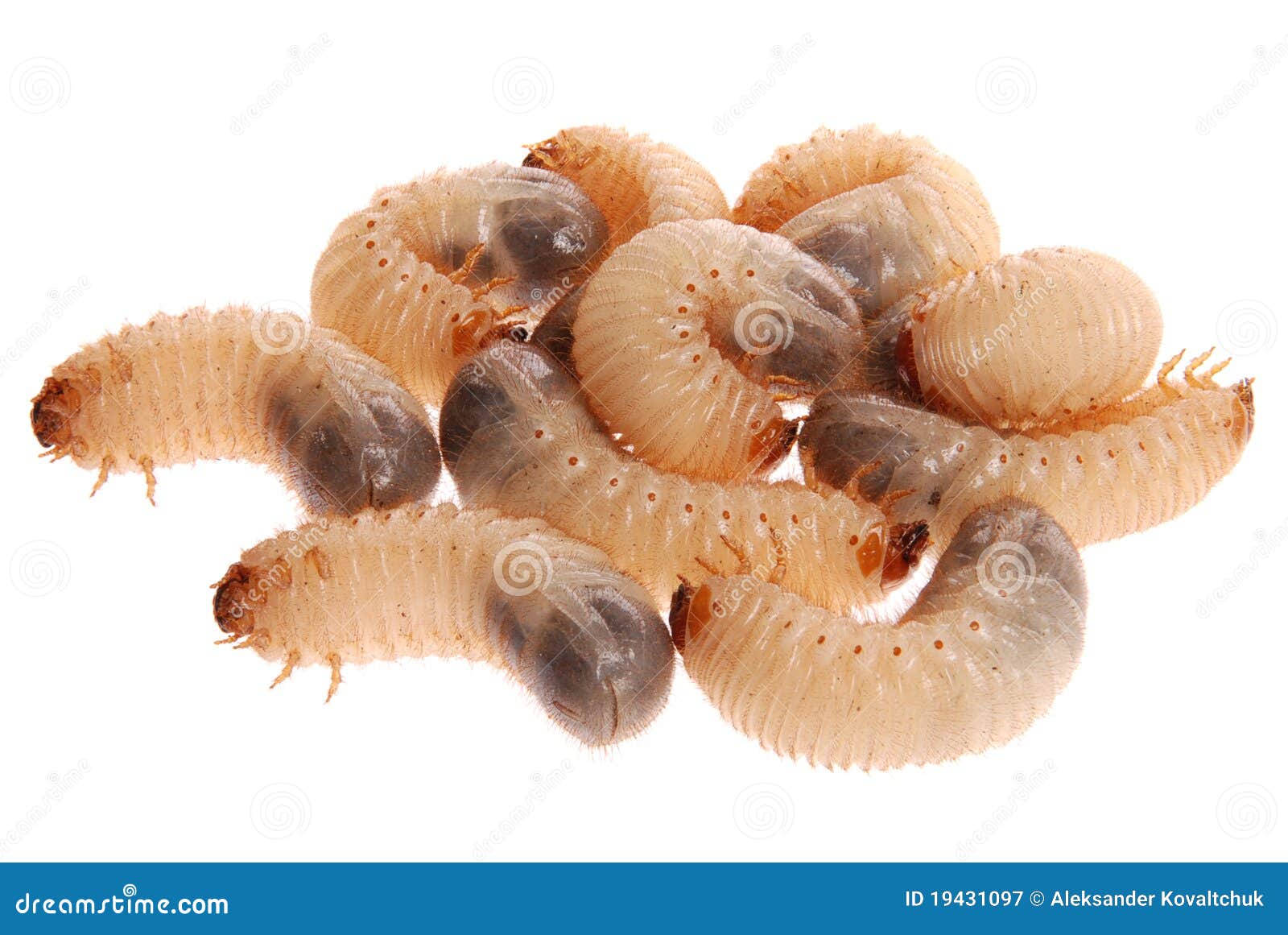 Larvas of cockchafer stock image. Image of animal, vermin - 19431097