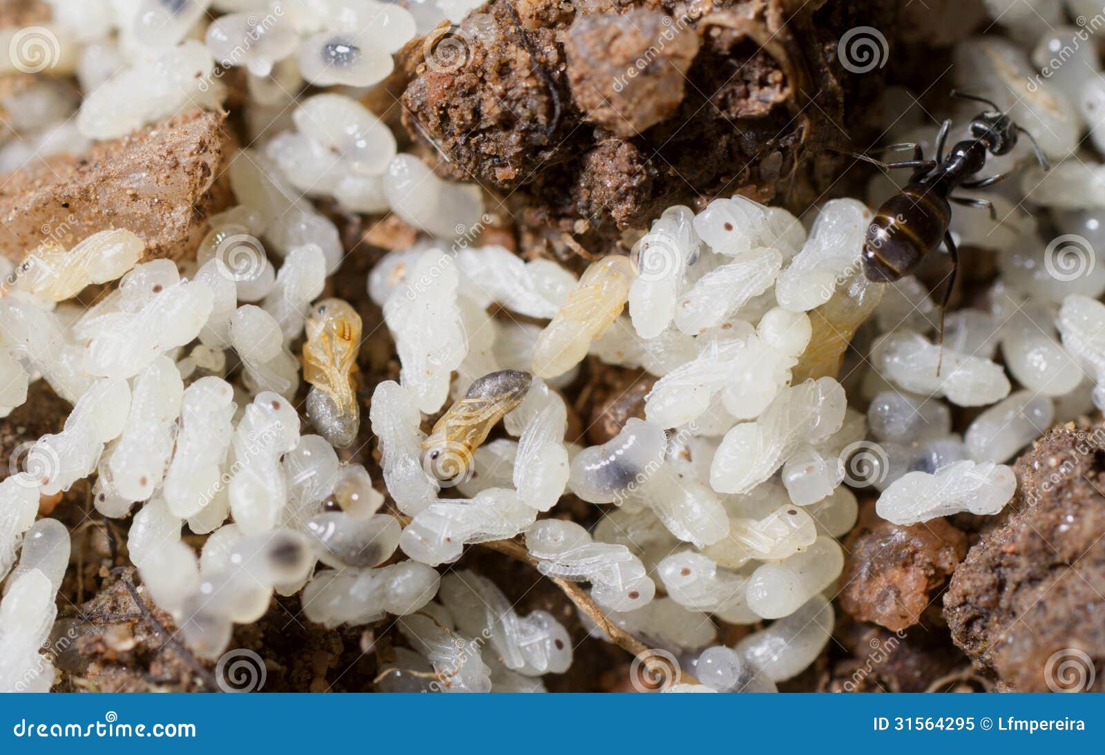 Larvas da formiga imagem de stock. Imagem de detalhe - 31564295