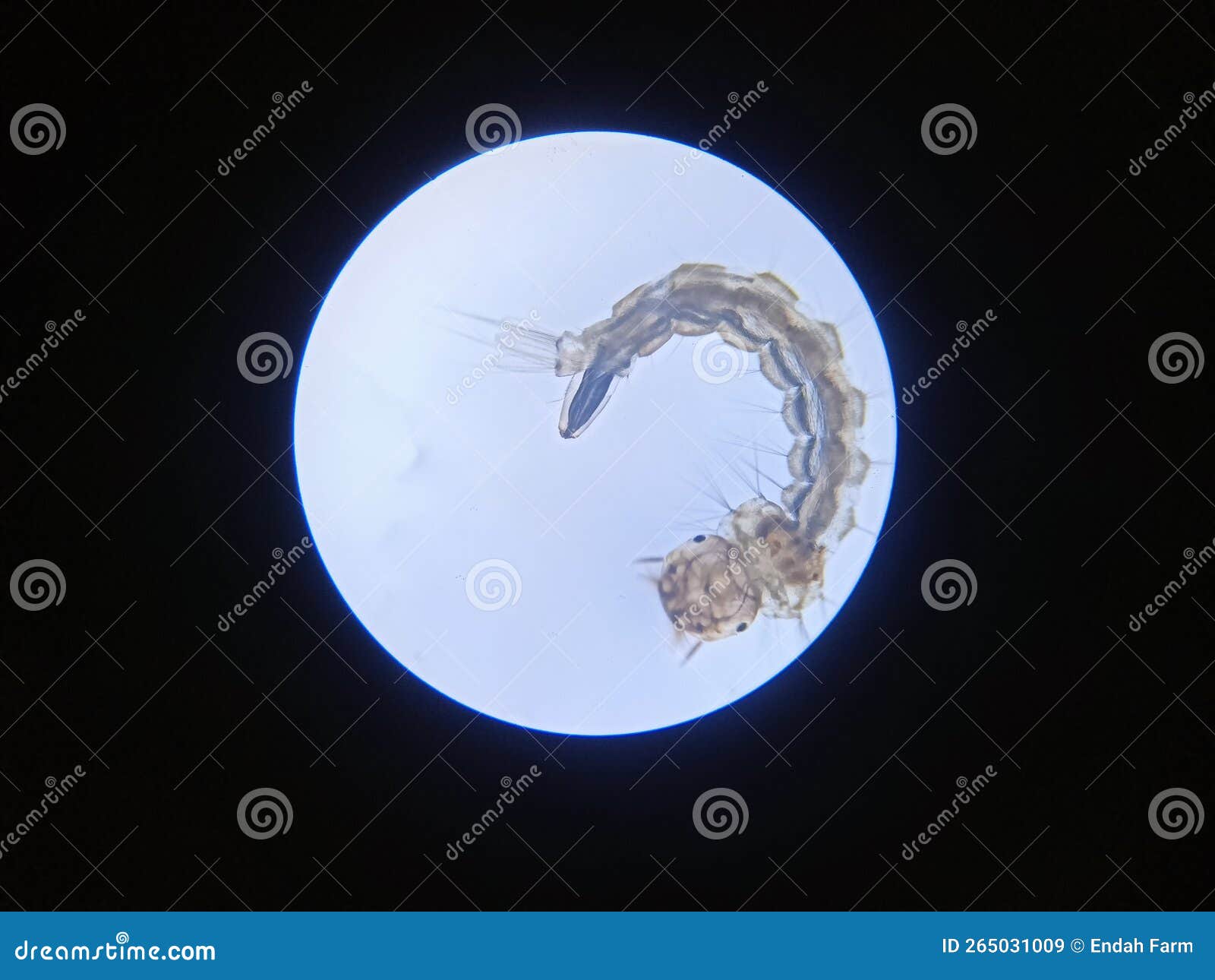 Larvas de aedes aegypti imagem de stock. Imagem de terra - 265031009