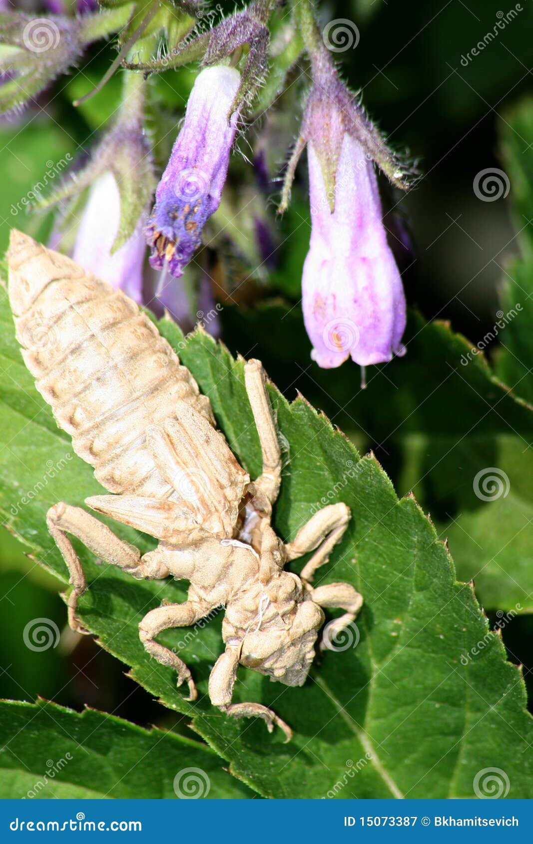 Larvas de la libélula imagen de archivo. Imagen de nadie - 15073387