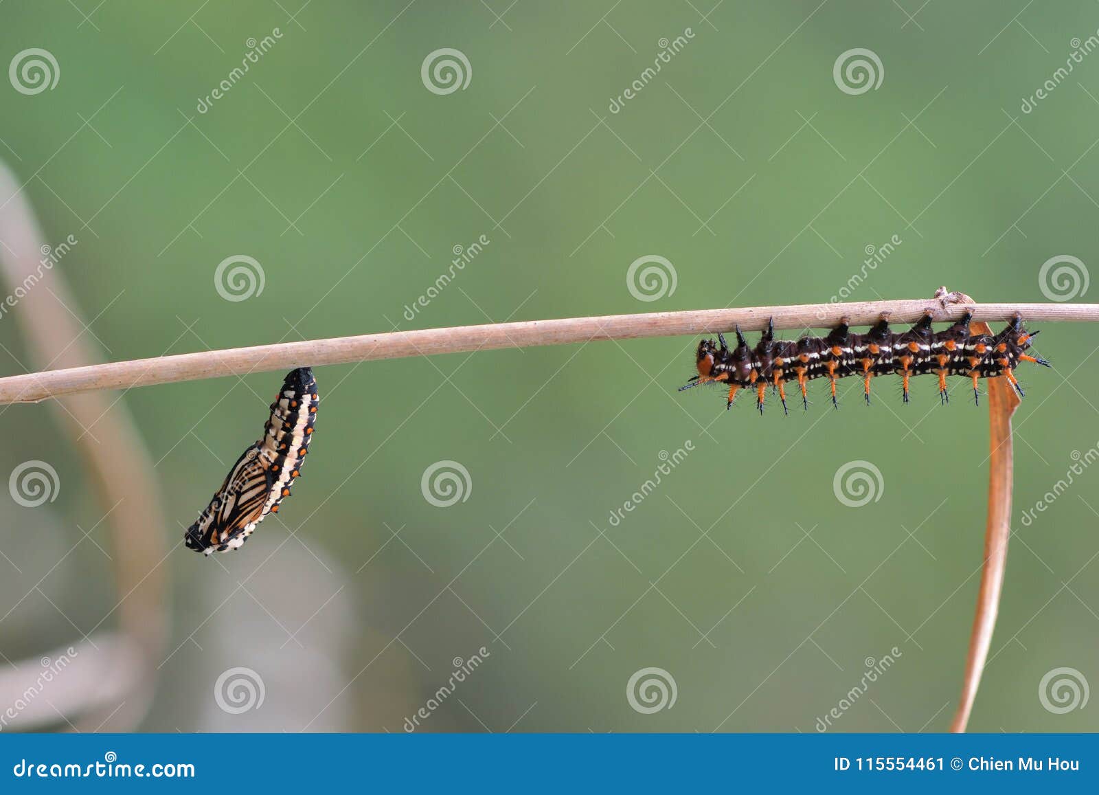 Larvas de la mariposa imagen de archivo. Imagen de azul - 115554461