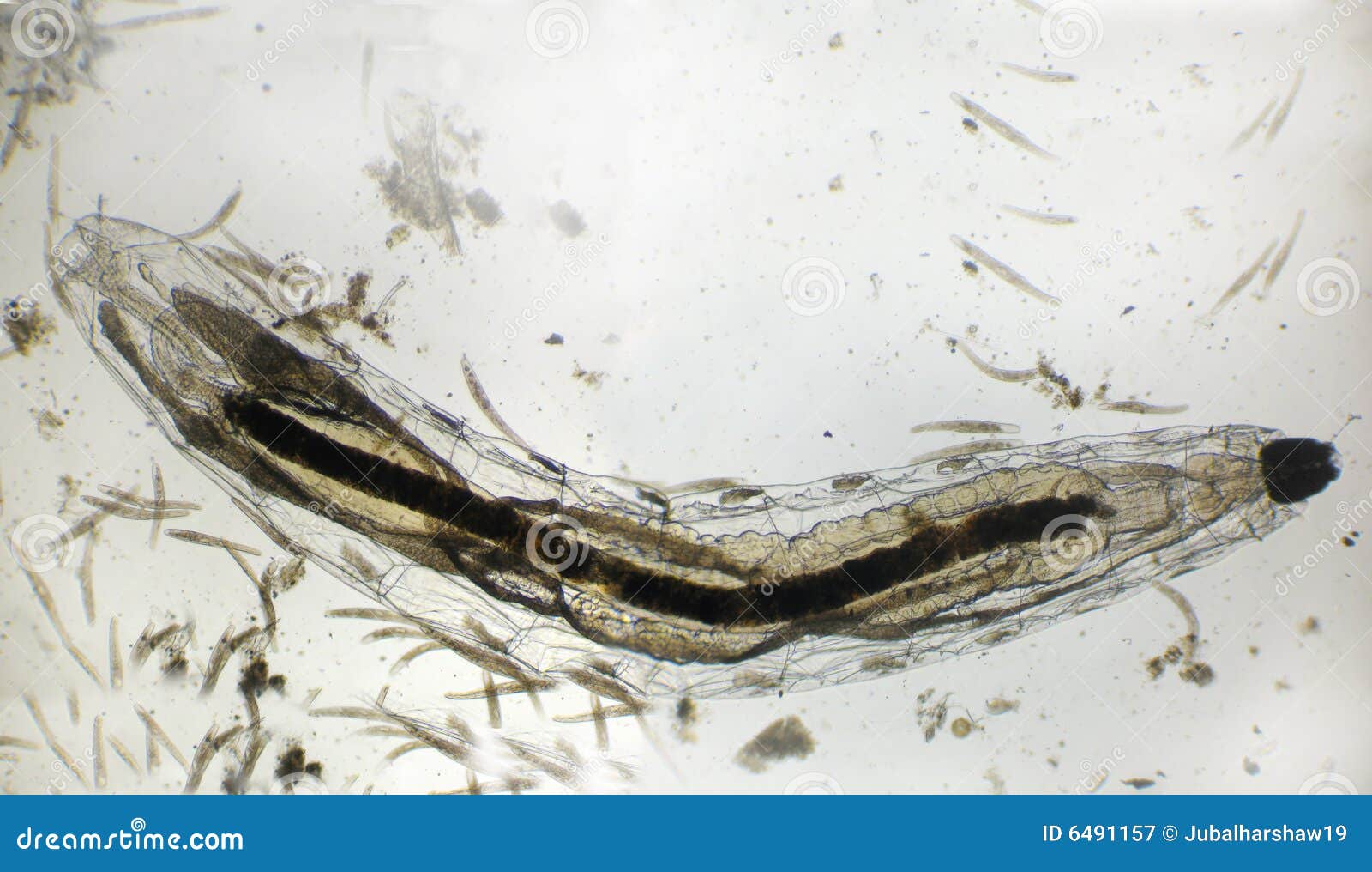 Larvas de la mosca imagen de archivo. Imagen de ciencia - 6491157