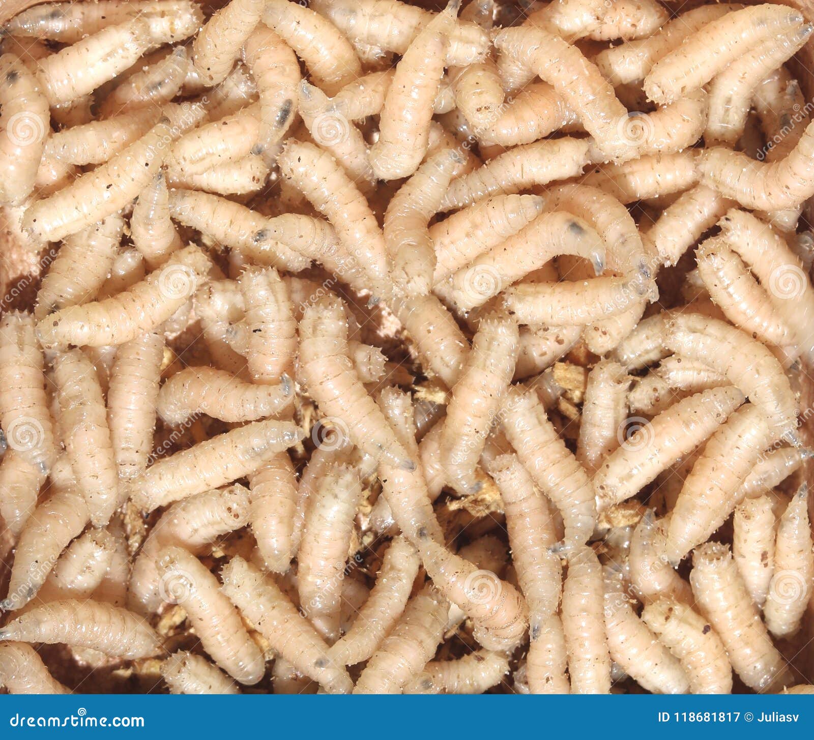 Larvas De Las Moscas Para Pescar El Primer Imagen de archivo - Imagen ...