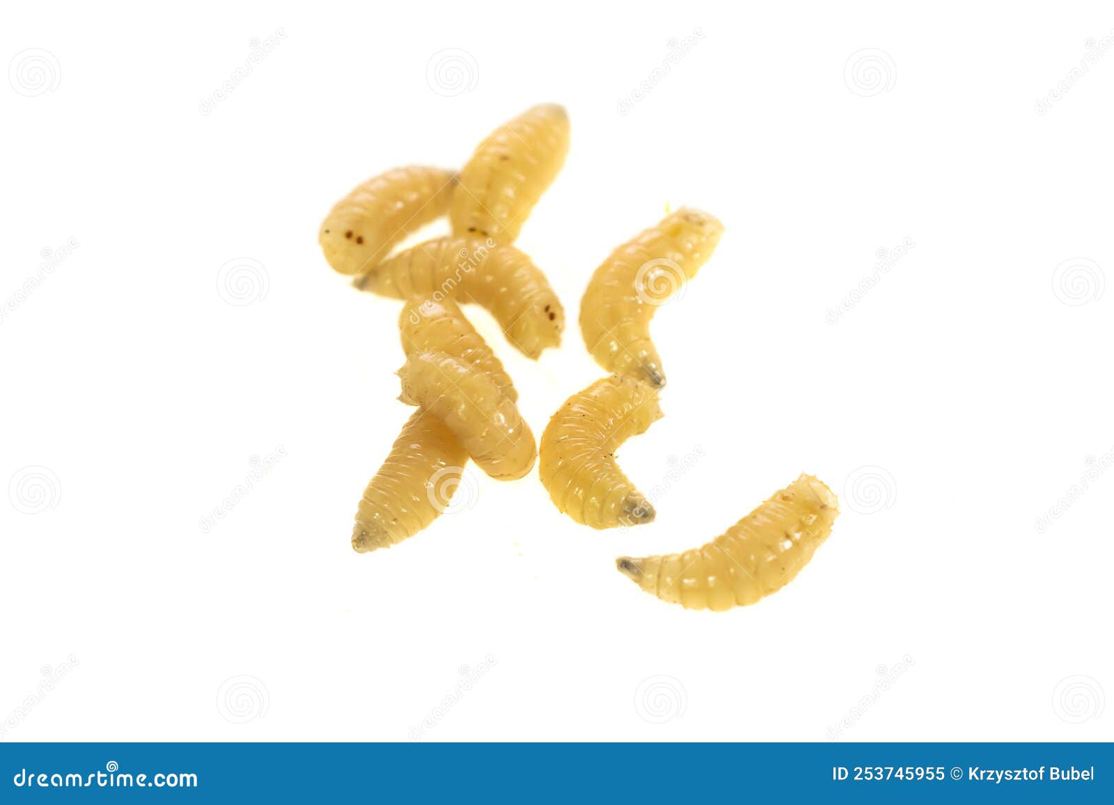 Larvas De Mosca Sobre Fondo Blanco Aislado Imagen de archivo - Imagen ...