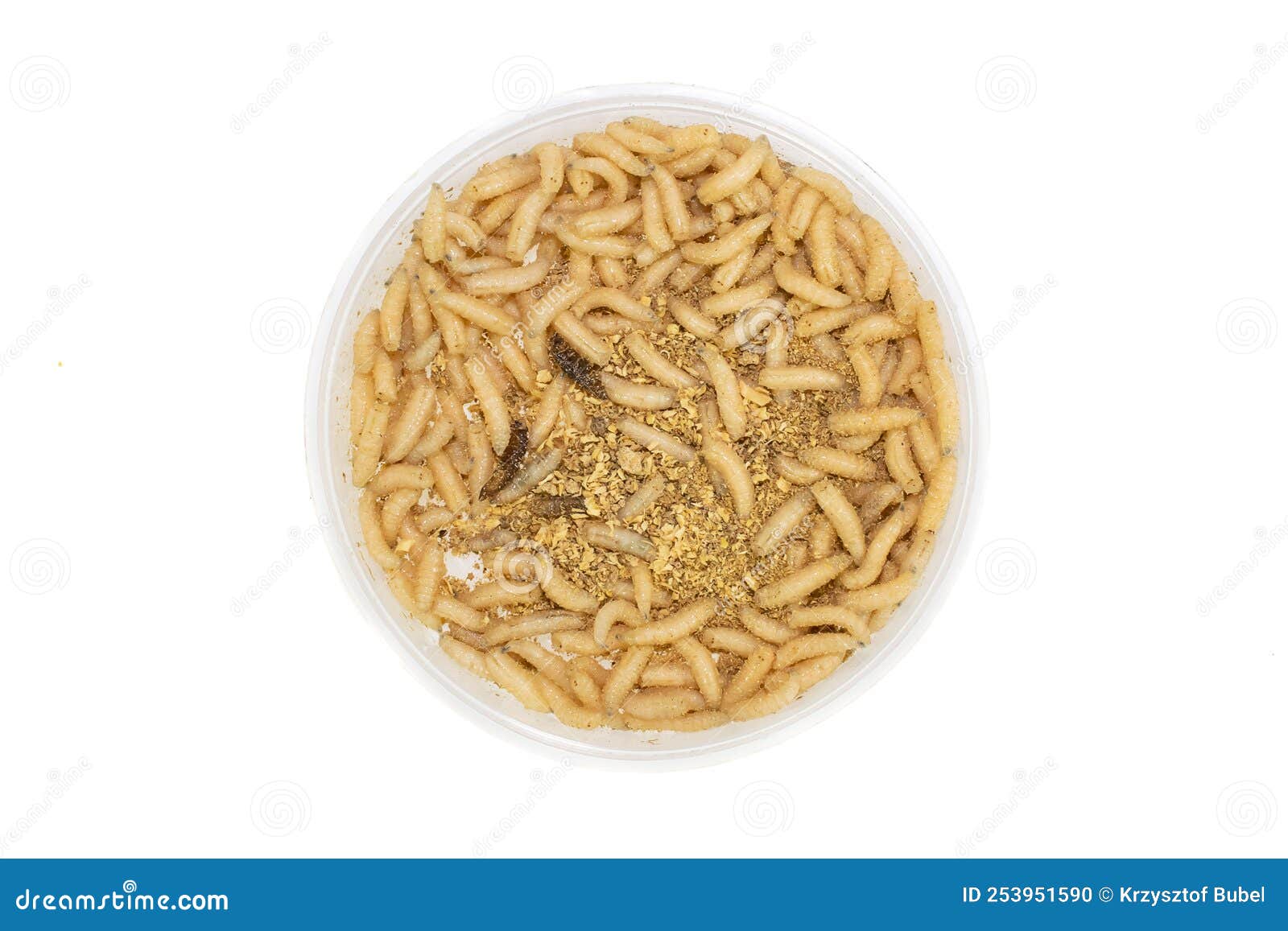 Larvas De Mosca Sobre Fondo Blanco Aislado Foto de archivo - Imagen de ...