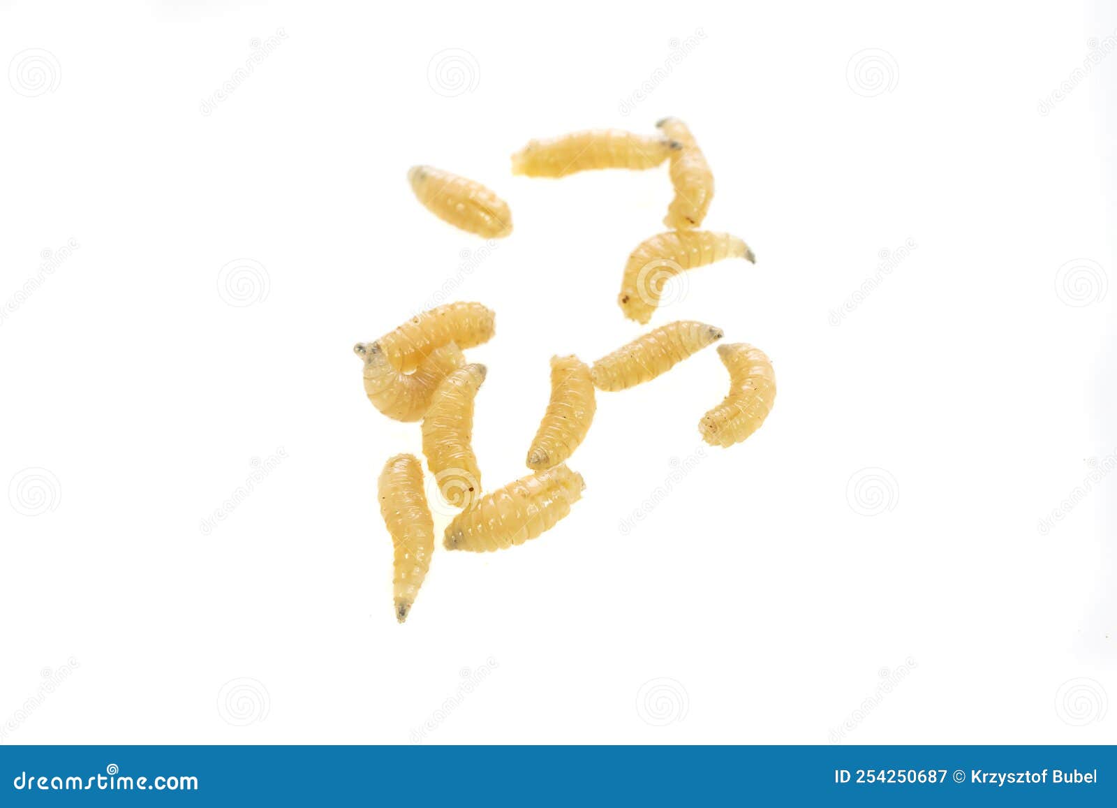 Larvas De Mosca Sobre Fondo Blanco Aislado Imagen de archivo - Imagen ...